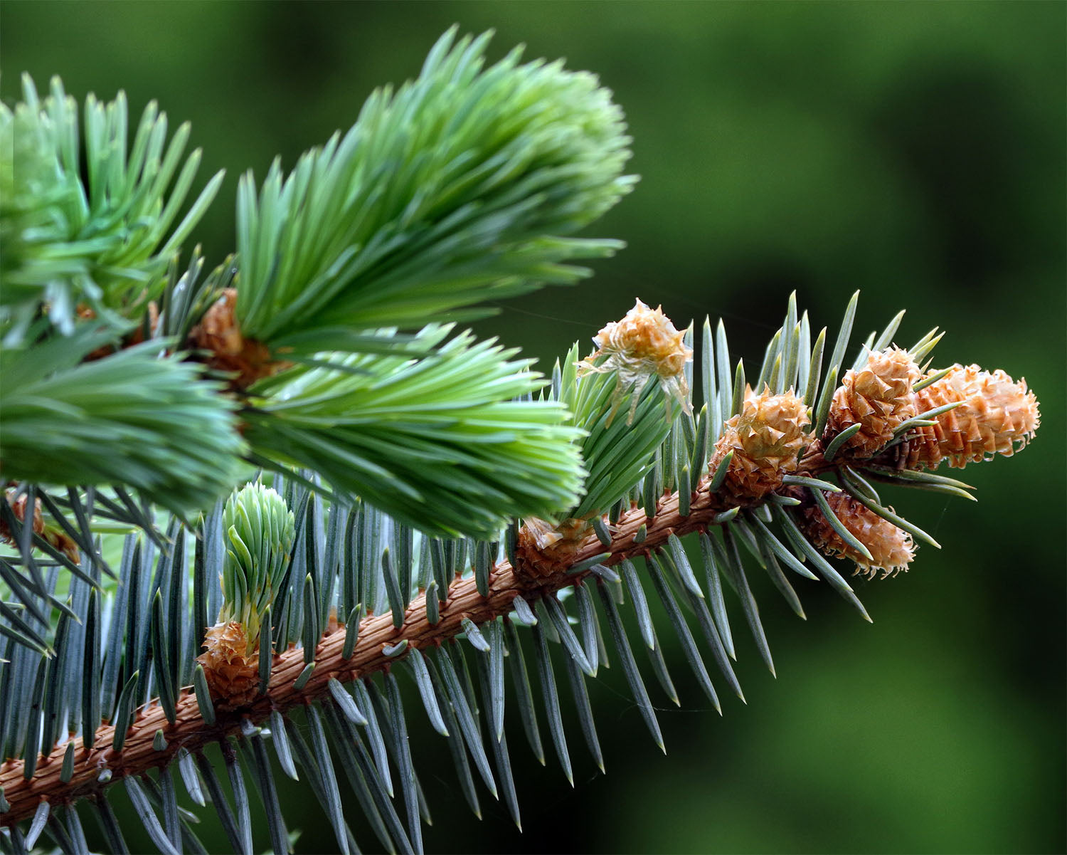 Spruce & Firs – Arundel Arboretum