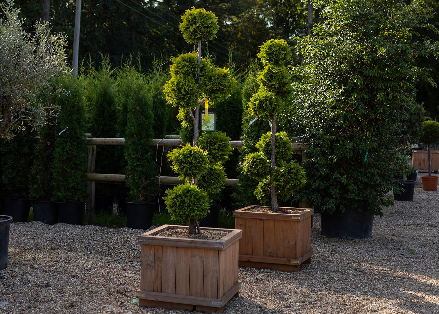 Topiary Trees and Shrubs – Arundel Arboretum