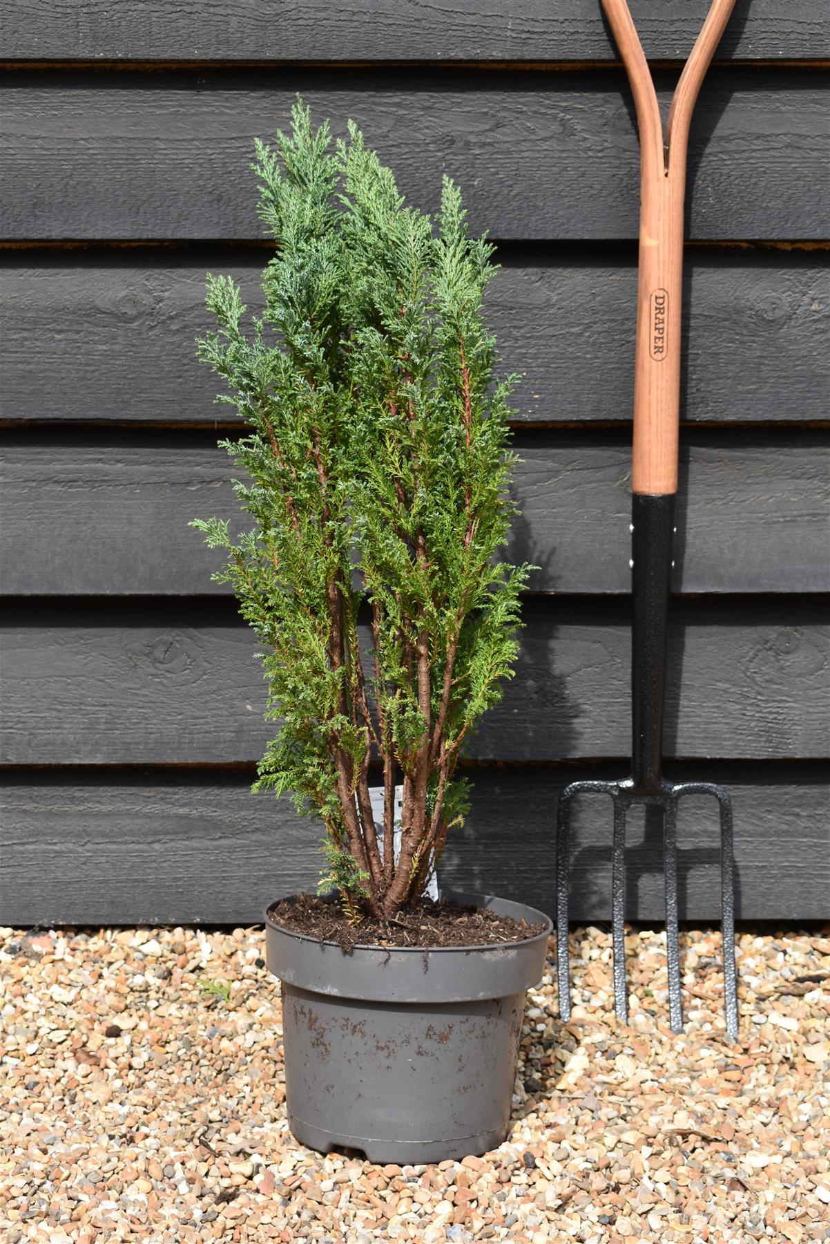 Chamaecyparis lawsoniana 'Ellwoodii' | Lawson's cypress 'Ellwoodii ...