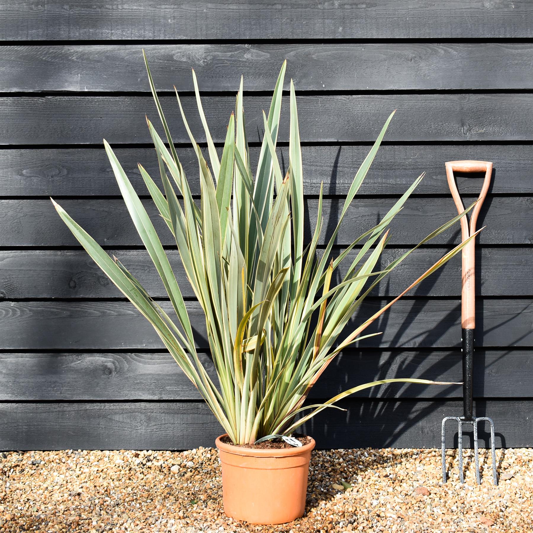 Phormium tenax 'Variegatum' | Variegated New Zealand Flax - 100-130cm ...