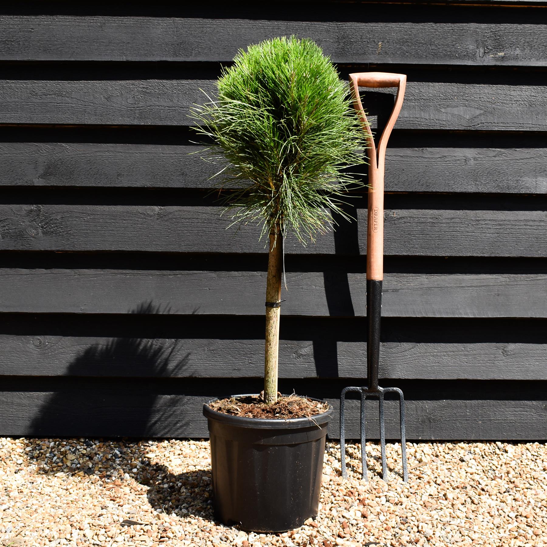 Pinus nigra Summer Breeze - Clear Stem 40cm - Girth 6-8cm - Height 70 ...