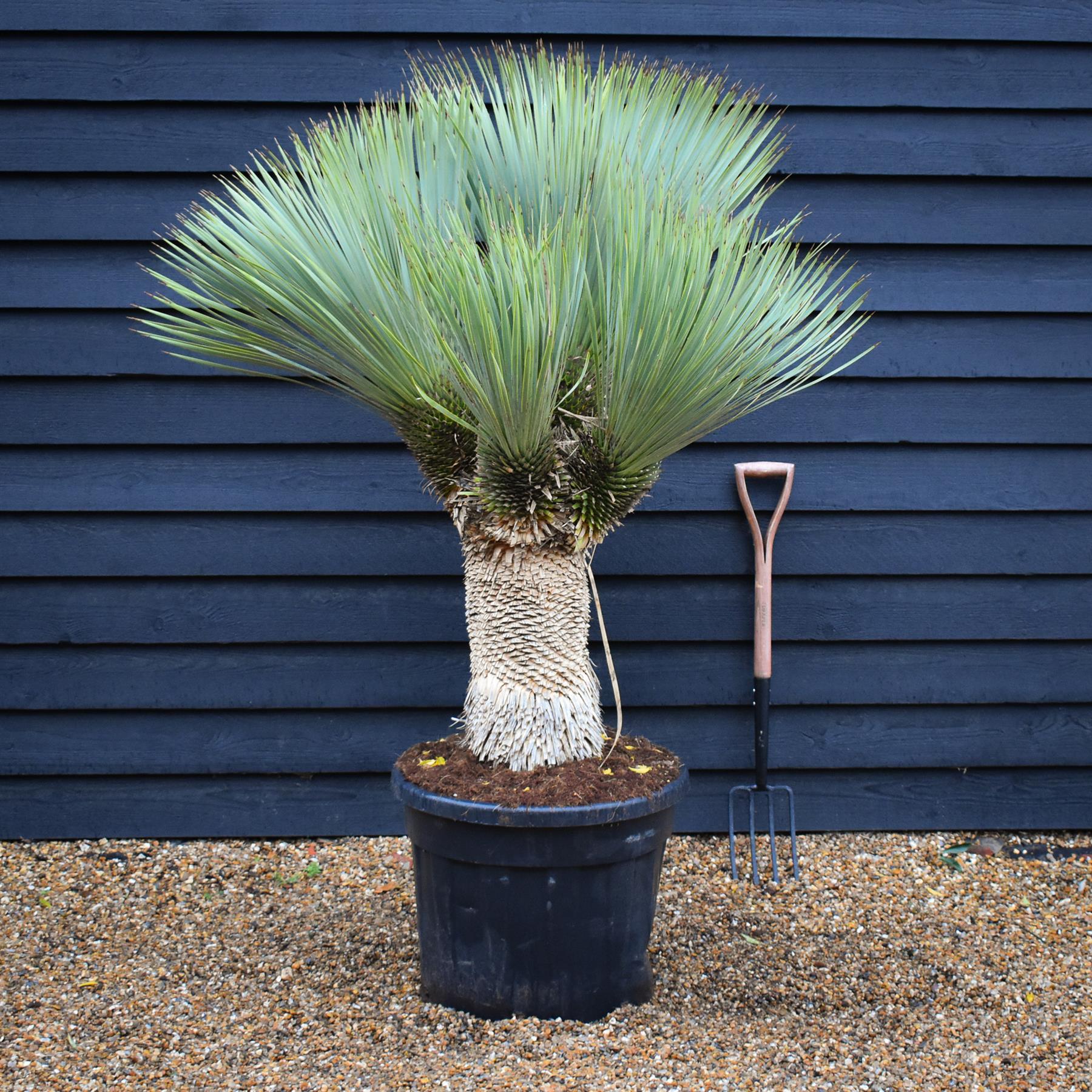 Yucca rostrata - Quadruple Branch - Trunk 45cm - Height 130cm - 90lt ...