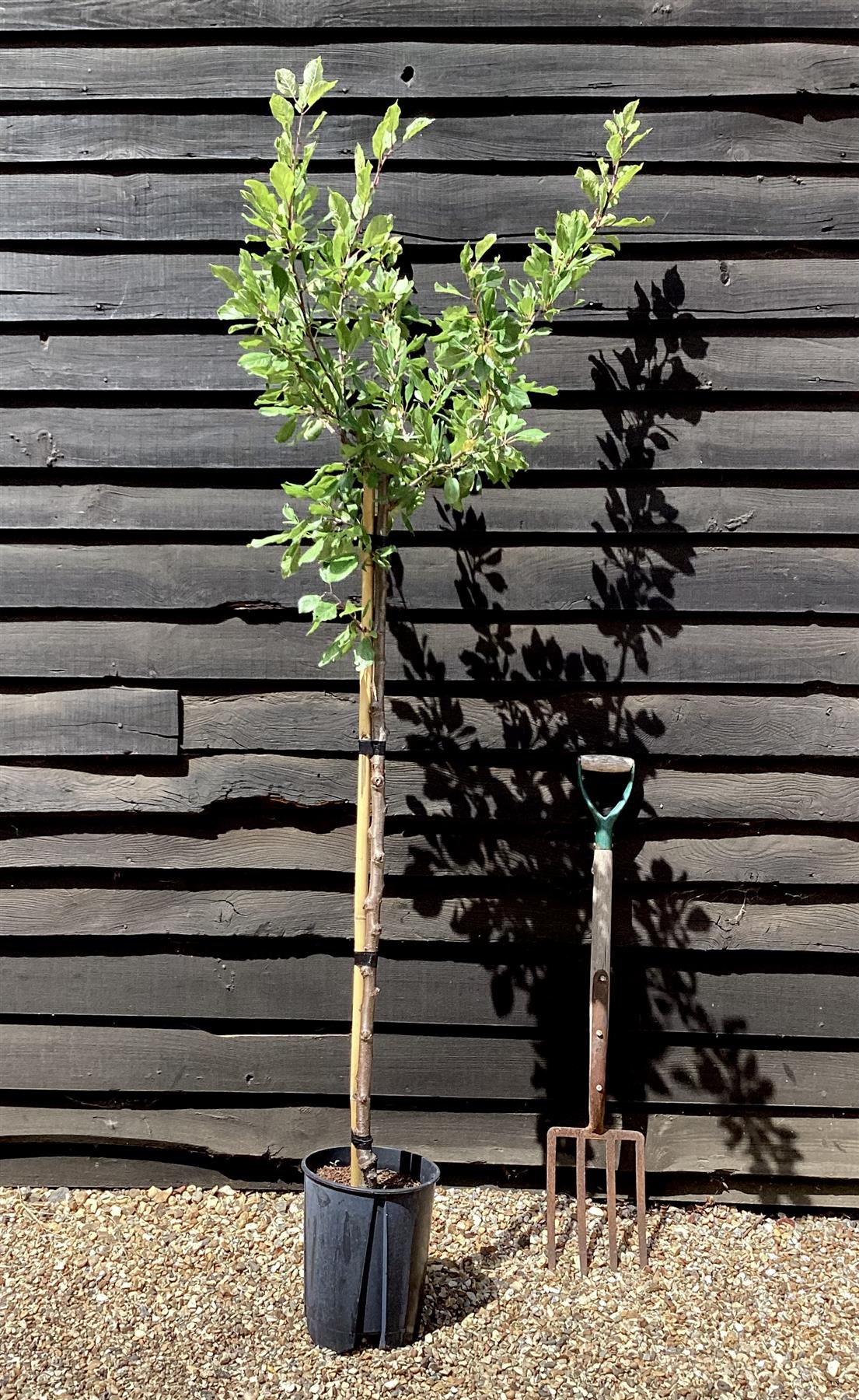 Prunus domestica 'Stanley' | Plum 'Stanley' - 150-200cm, 10lt – Arundel ...