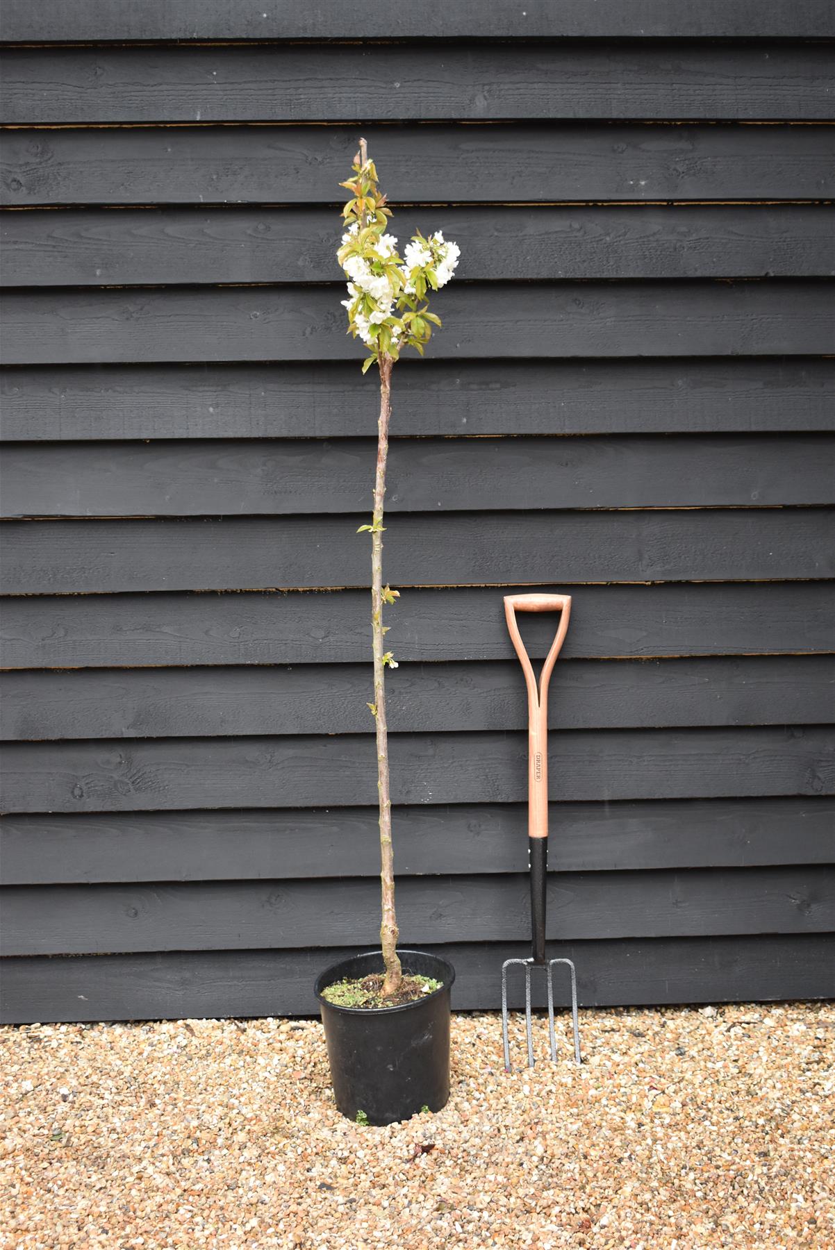 Cherry tree 'Summit' | Prunus avium 'Summit' - 100-120cm - 10lt ...