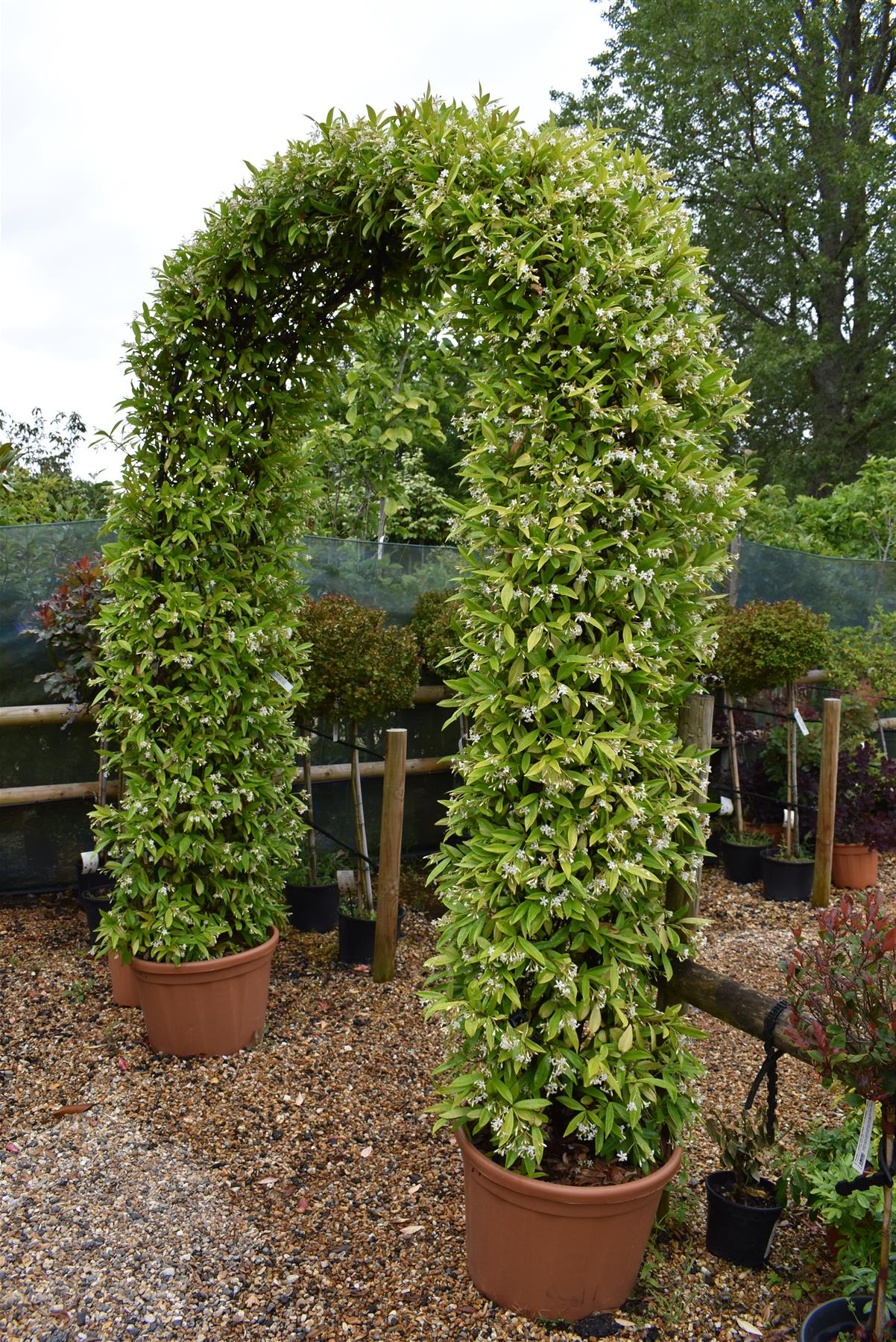 Trachelospermum jasminoides | Chinese Jasmine - Arch - 270cm, 55lt ...