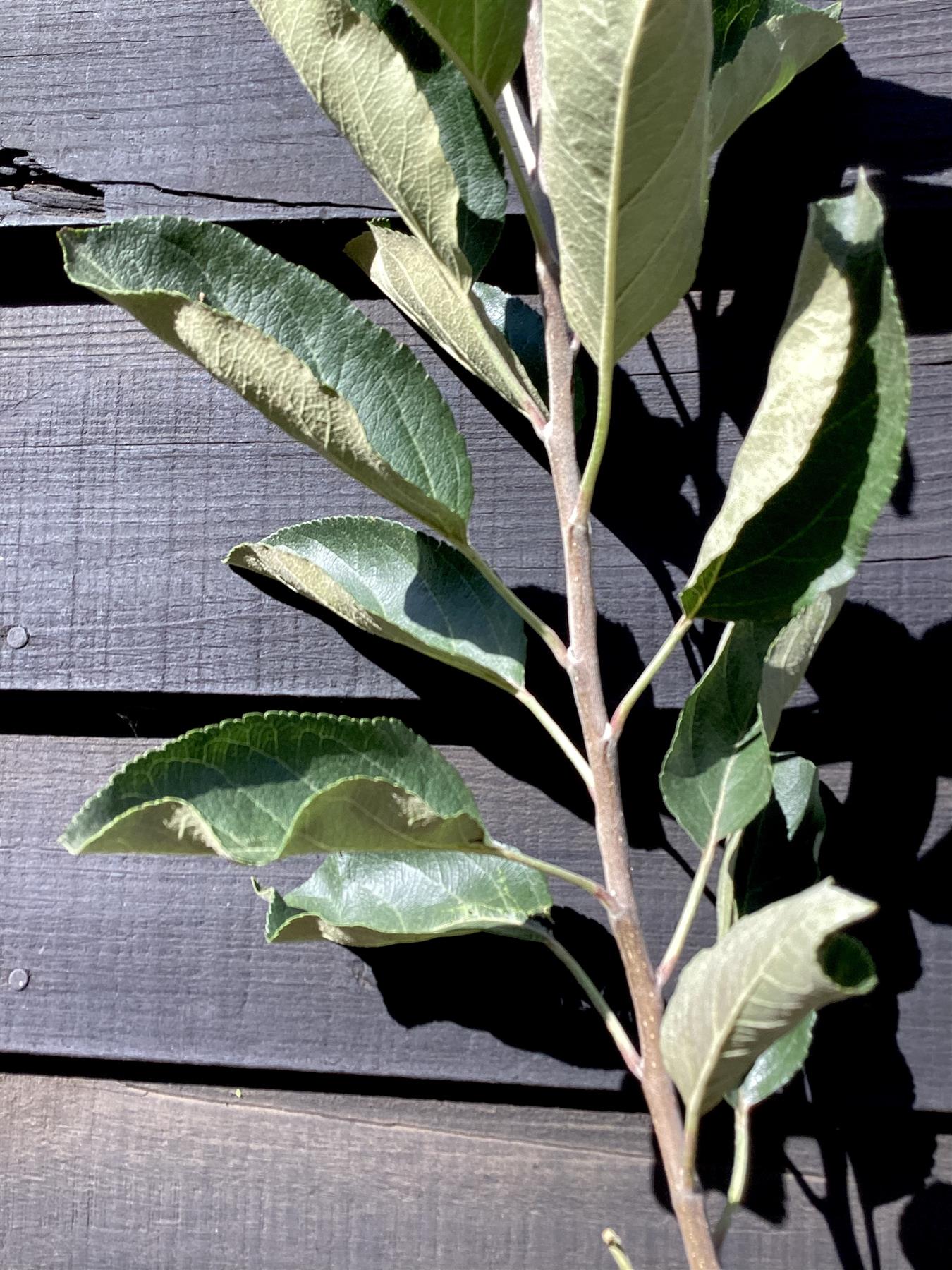 Apple tree 'Katy' | Malus domestica - MM106 - Semi-Dwarfing - 150-160c ...
