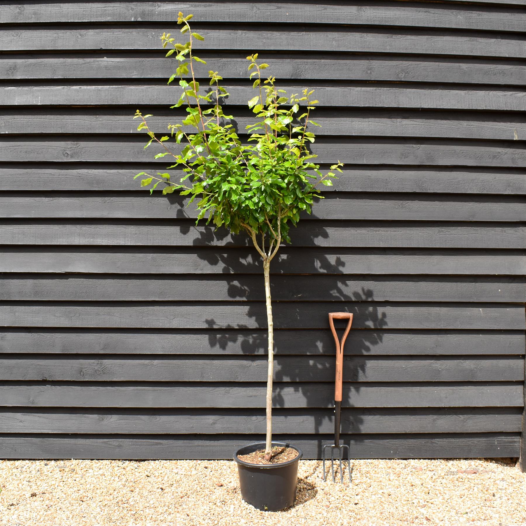 Plum tree 'President' | Prunus domestica - Height 100-120cm - 20lt ...