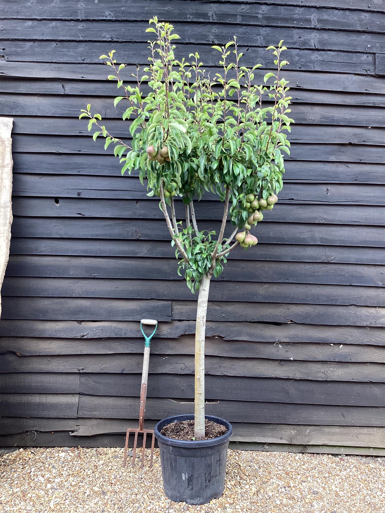 Pear tree 'Williams' Bon Chretien' | Pyrus communis - Girth 18-20cm ...
