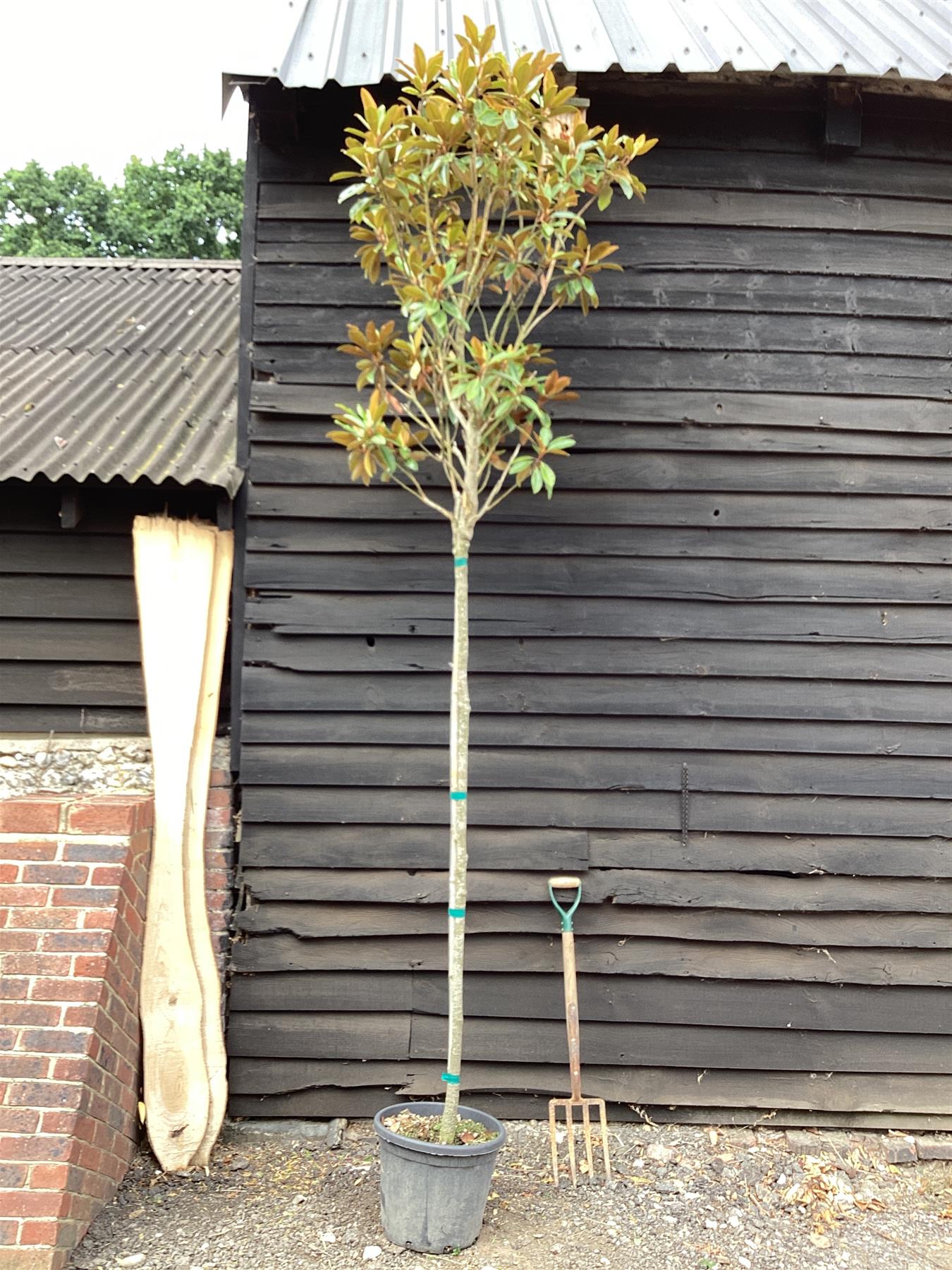 Magnolia Grandiflora Little Gem | Southern Magnolia ‘Little Gem’ - 300 ...