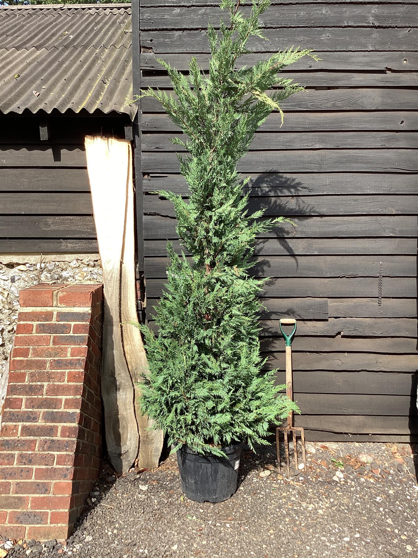Leyland Cypress - 380-390cm, 45lt – Arundel Arboretum