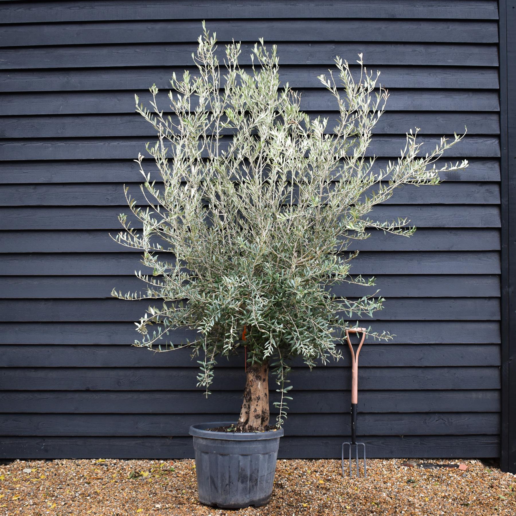 Olive Tree | Olea Europea Specimen 28A - Trunk Height 80cm - Height 22 ...