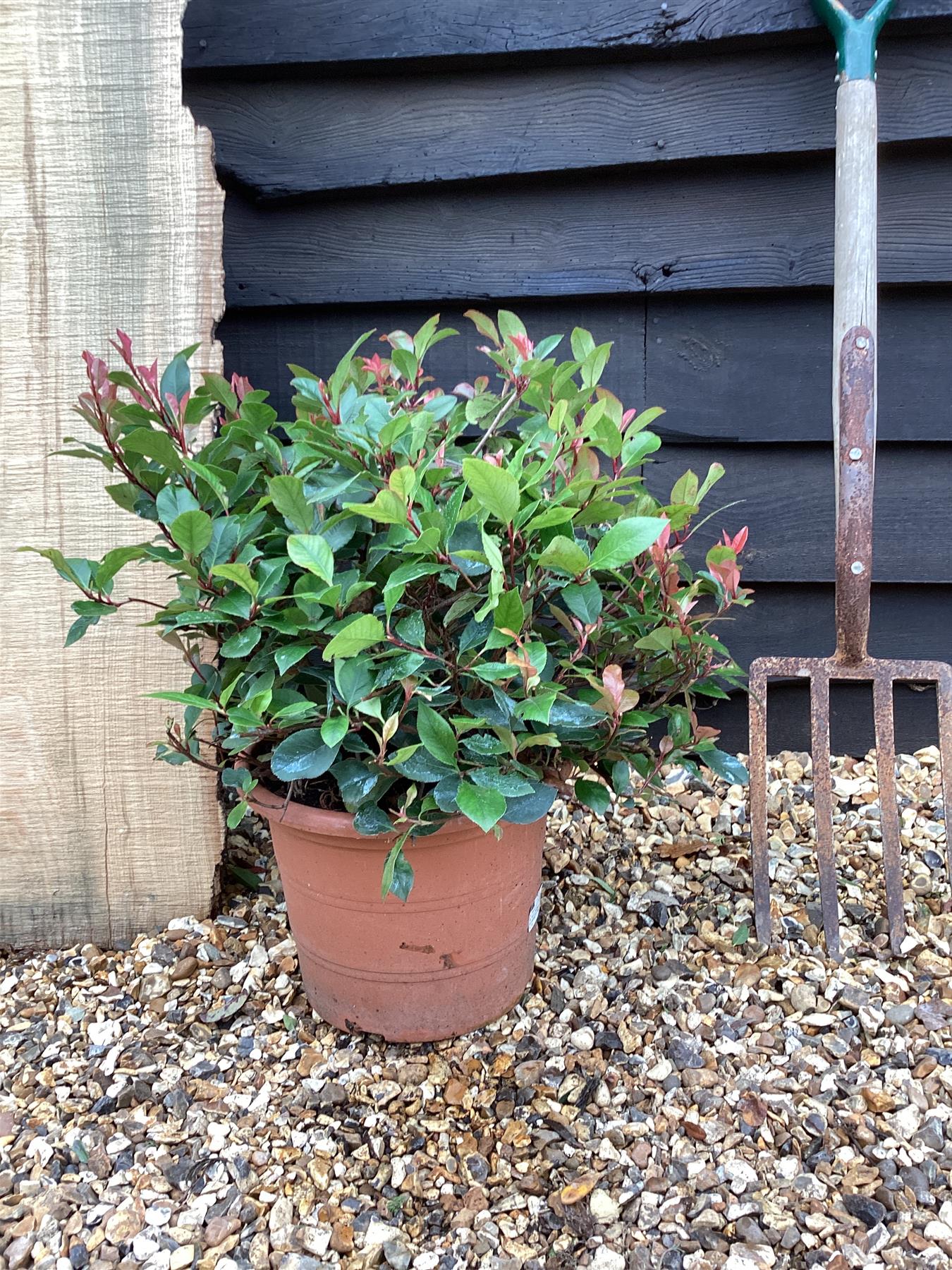 Photinia Little Red Robin - 60-90cm, 12lt – Arundel Arboretum