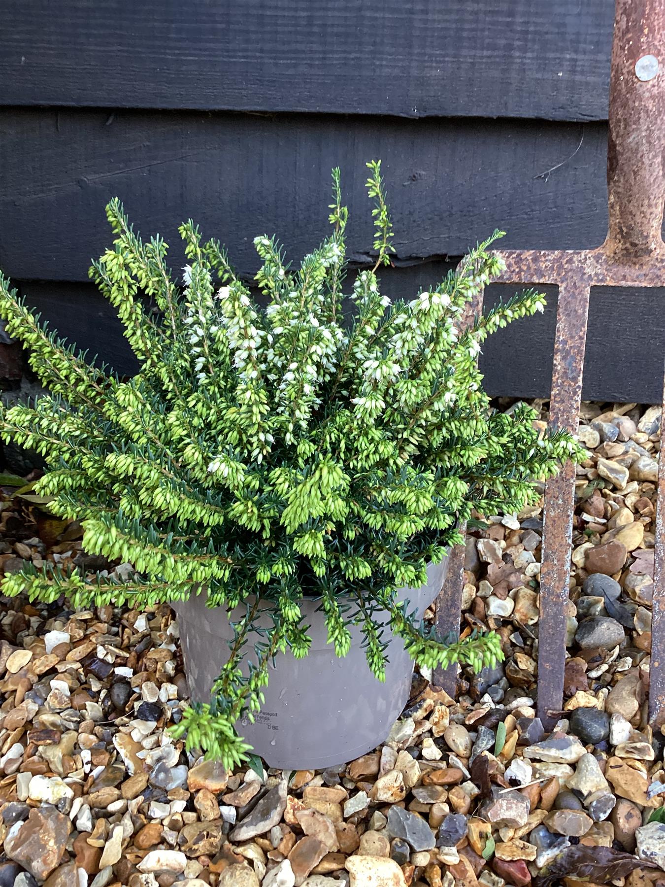 Erica 'White Perfection' - 55-65cm, 2lt – Arundel Arboretum