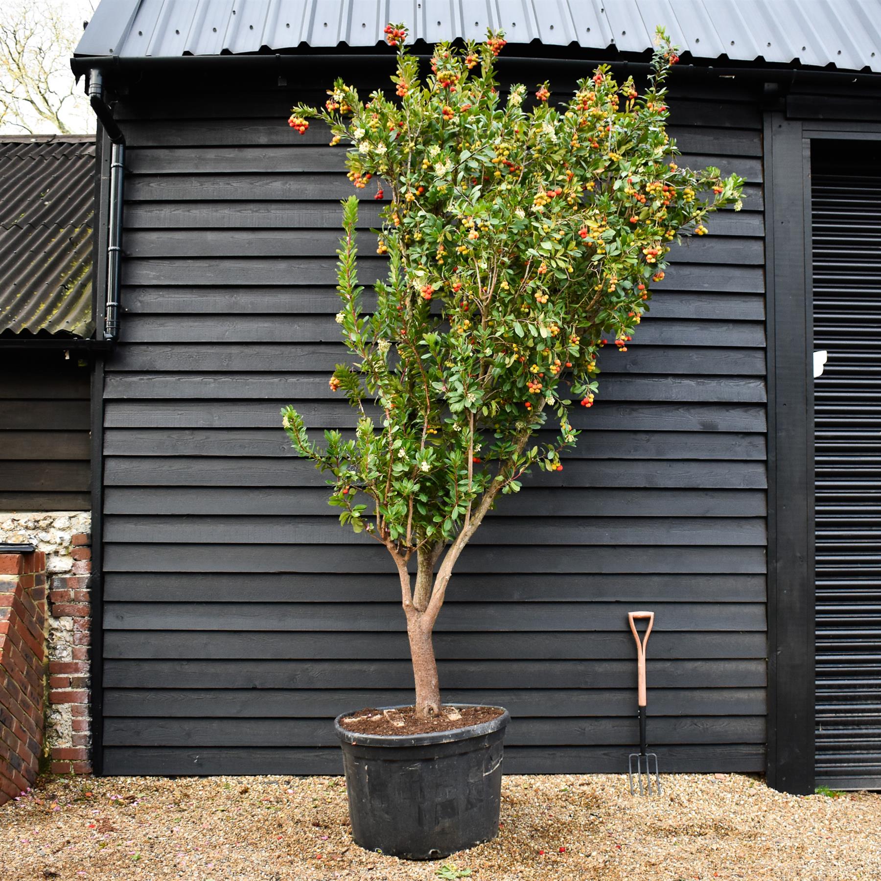 Arbutus Unedo | Strawberry Tree - Multistem - Height 310-320 - 180lt ...