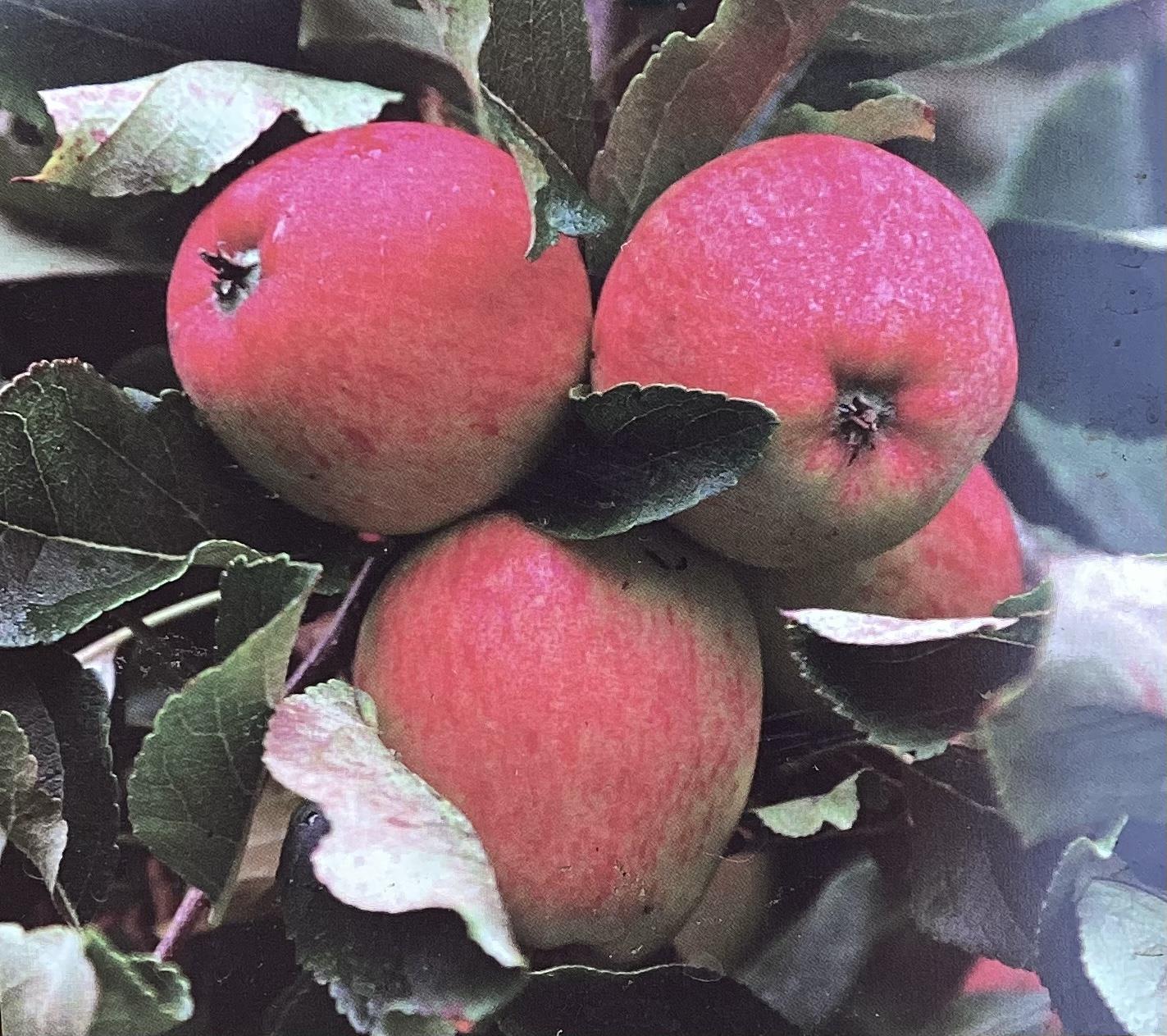 Apple tree 'Katy' | Malus domestica - MM106 - Semi-Dwarfing - 140-150c ...