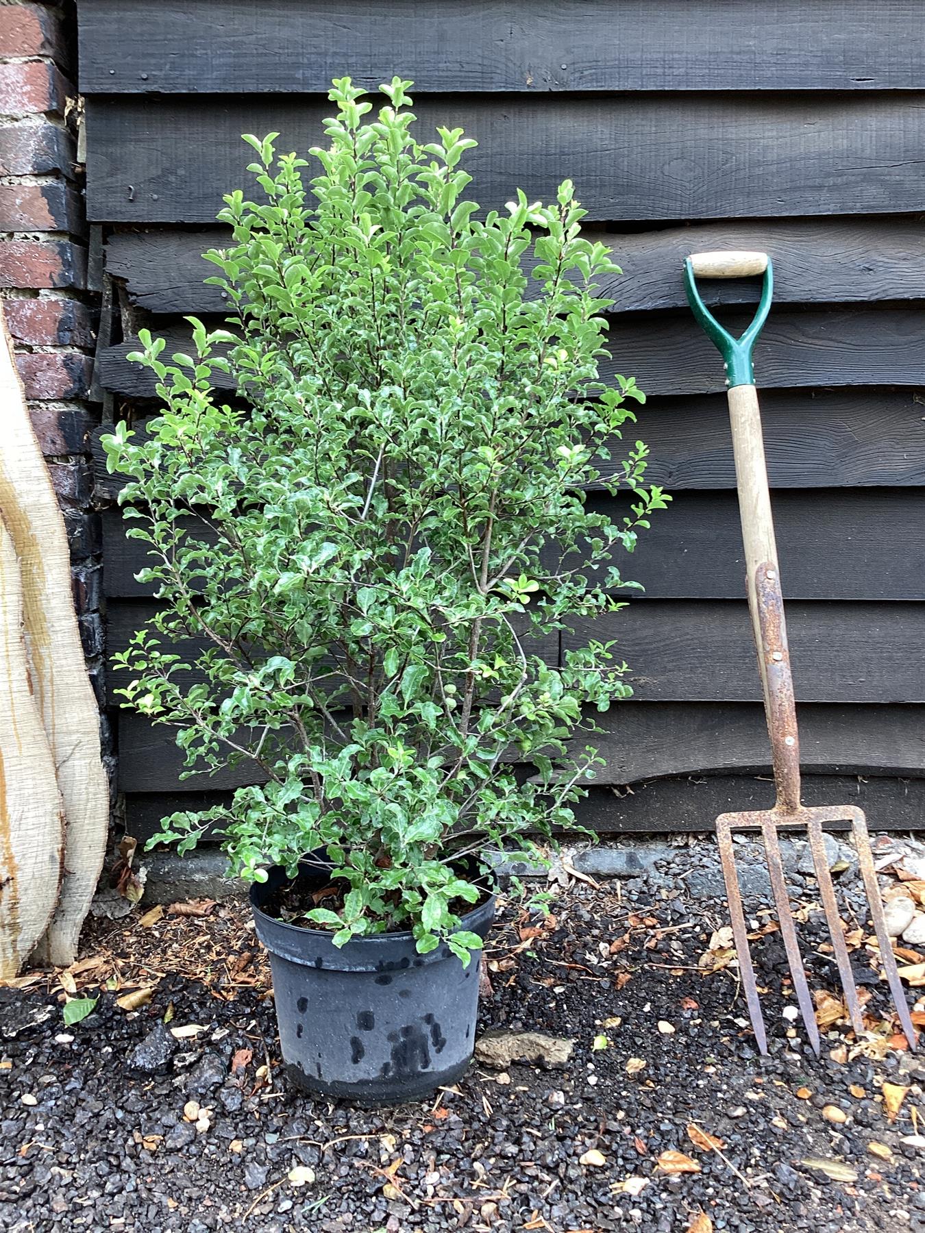 Pittosporum Arundel Green - 100-120cm, 10lt – Arundel Arboretum