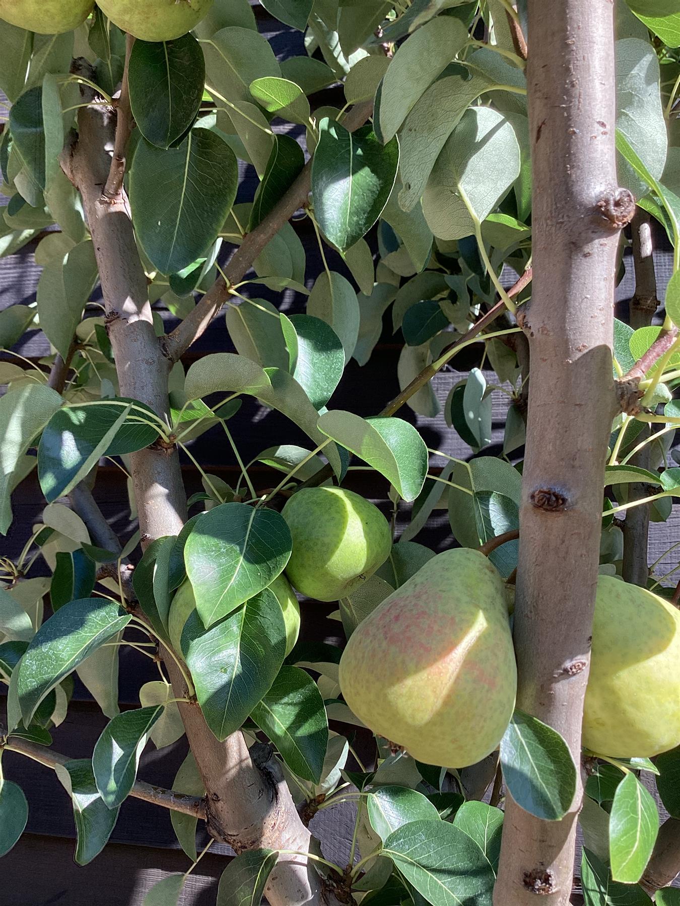 Pear tree 'Williams' Bon Chretien' | Pyrus communis - Girth 18-20cm ...