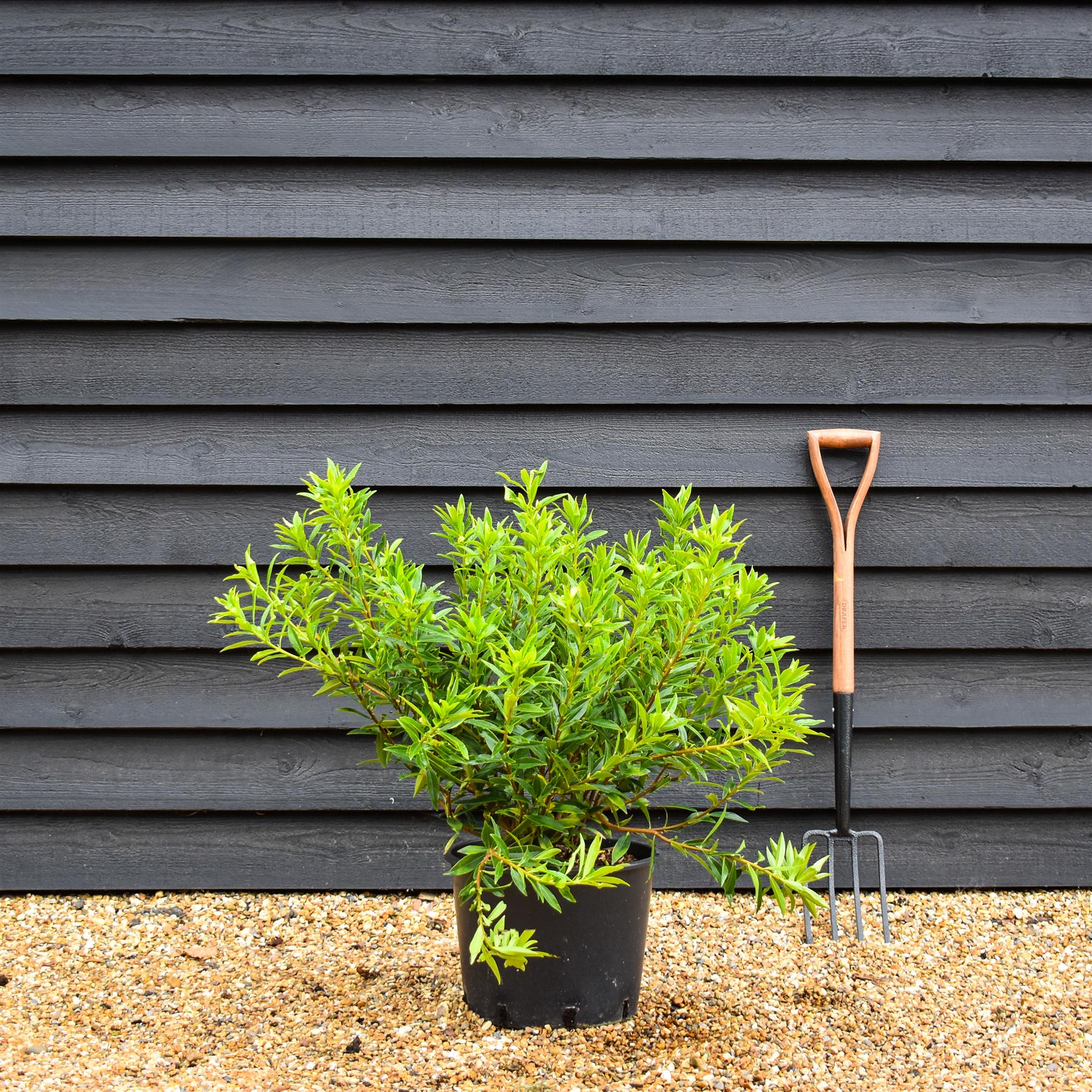 Daphne odora 'Perfume Princess' - Established - Height 60cm - Width 60 ...