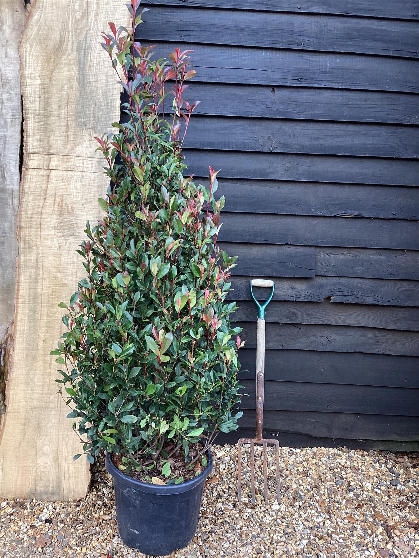 Photinia Red Robin - Compacta - Cone - 180cm, 35lt – Arundel Arboretum