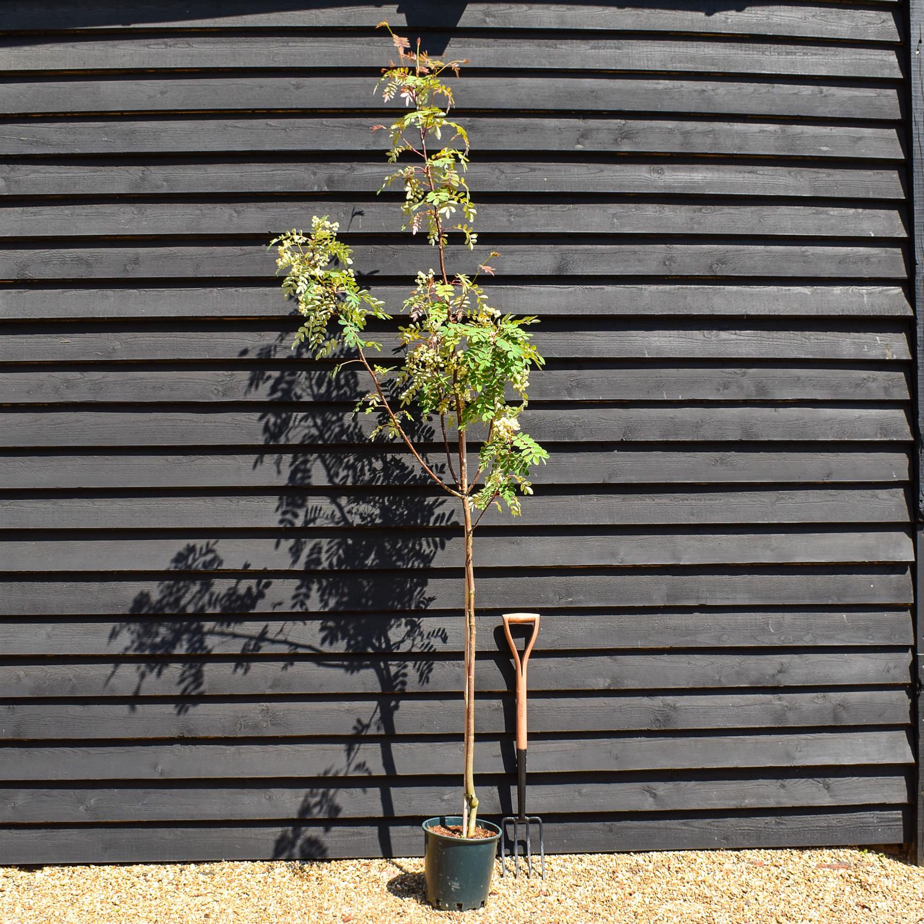 Sorbus pseudohupehensis 'Pink Pagoda' | Hupeh Rowan ‘Pink Pagoda’ - He ...