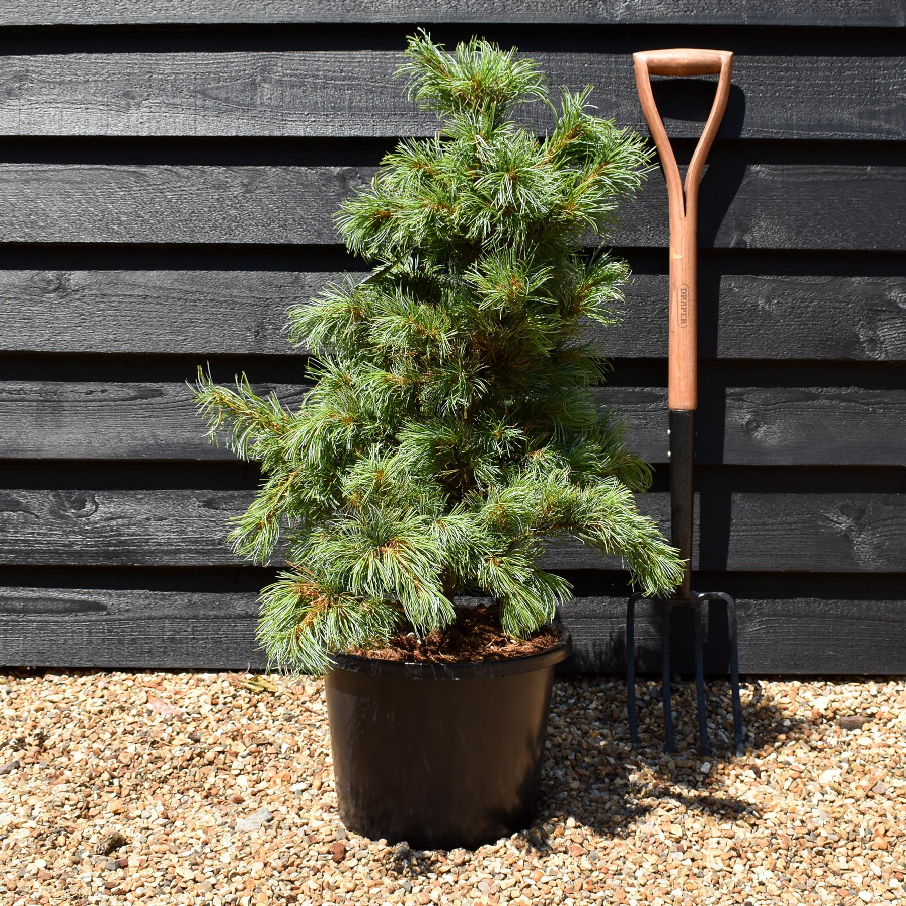 Pinus parviflora 'Bonnie Bergman' | Japanese white pine- Height 70-80c ...