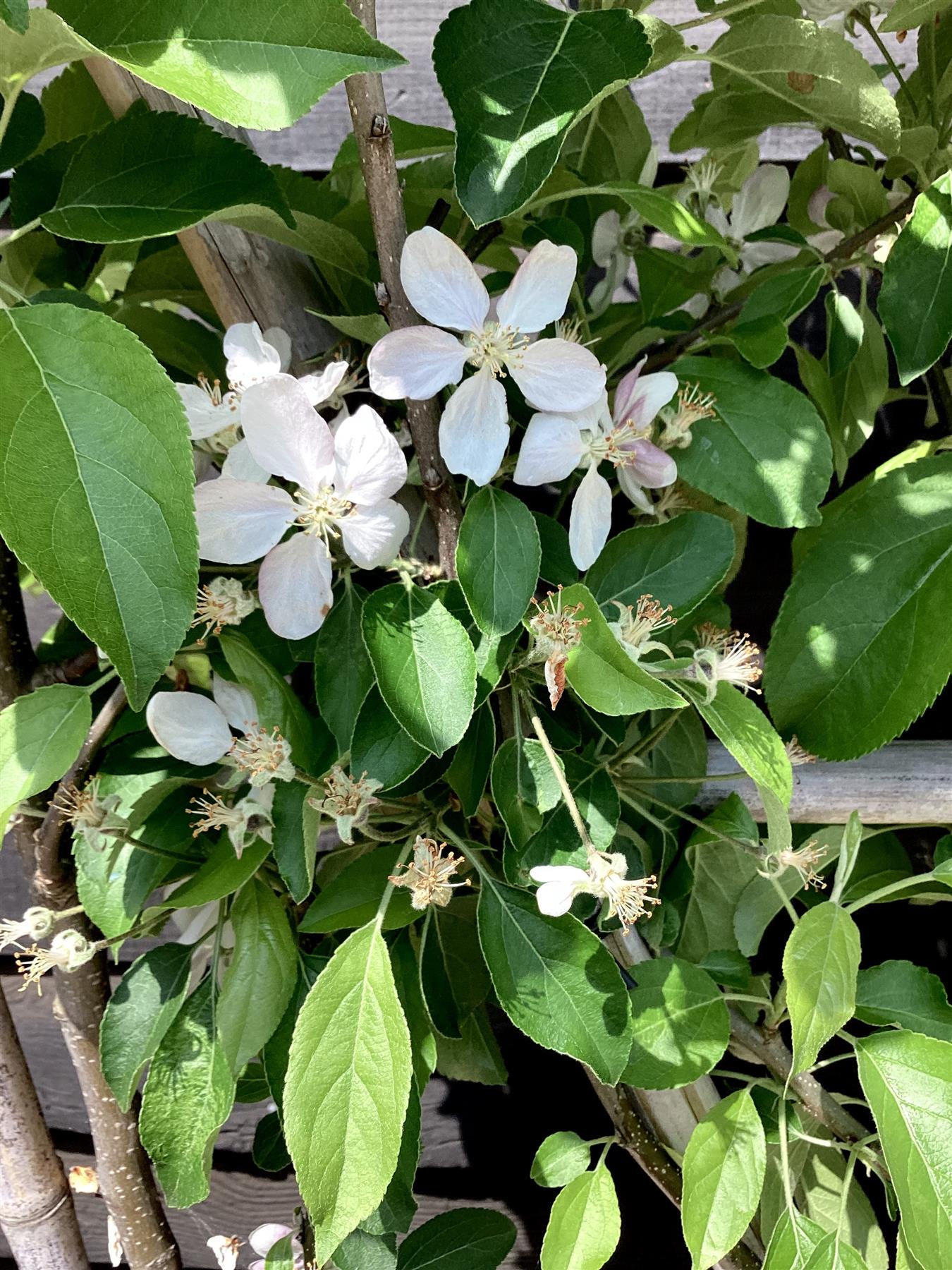 Apple tree 'Discovery' espalier | Malus domestica - 120-150cm - 45lt ...