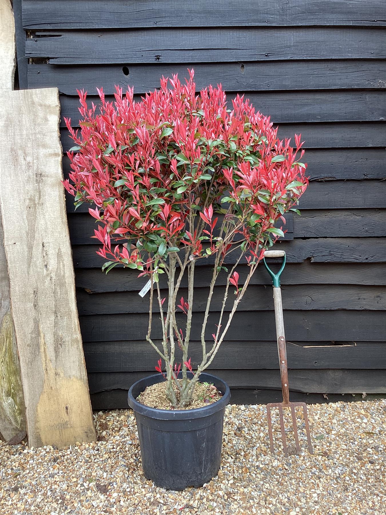 Photinia Robusta Compacta | Red-Leaf Photinia - Parachute - 160cm, 45l ...