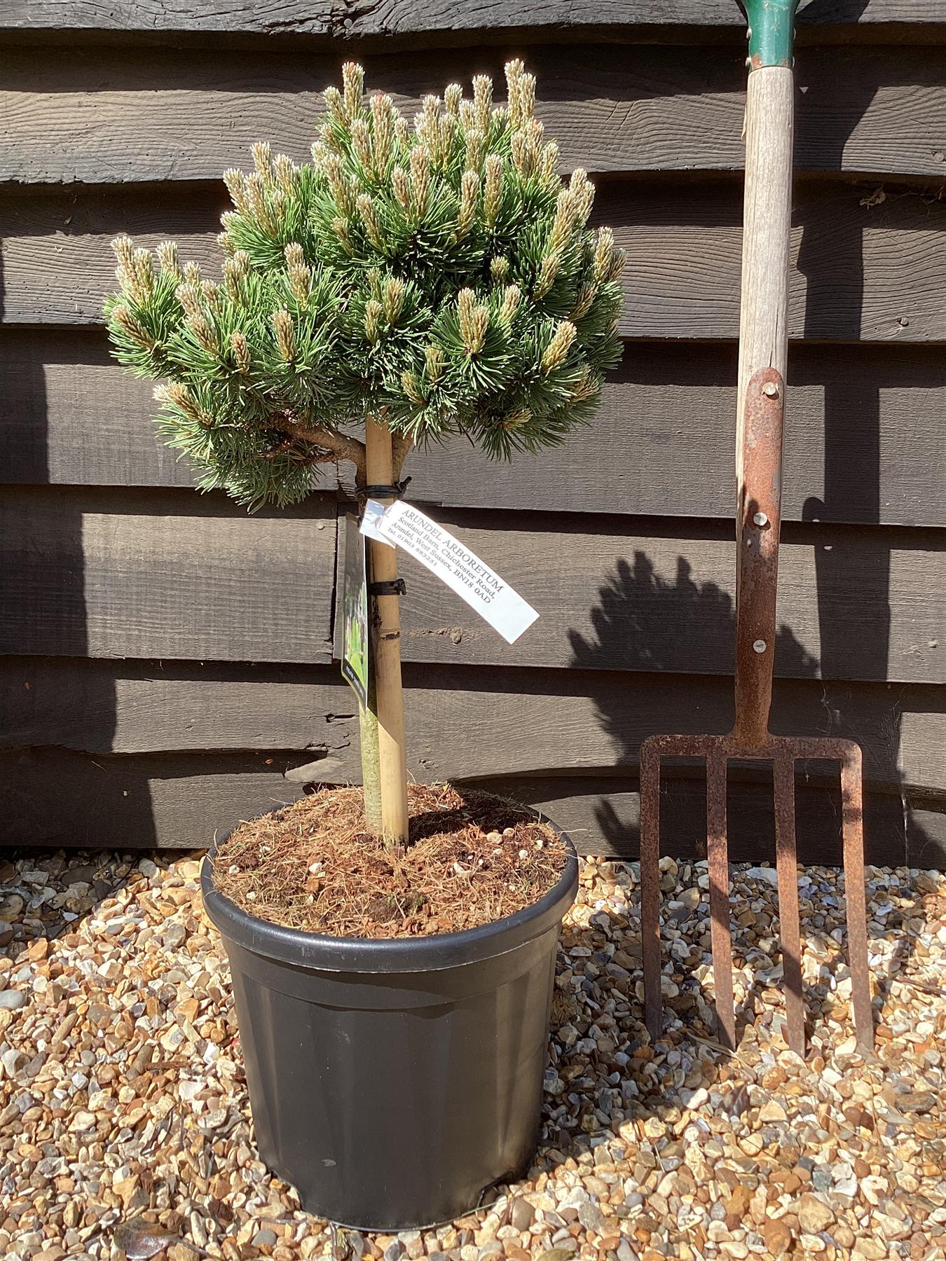 Pinus mugo 'Sherwood Compact' | Dwarf mountain pine - Clear Stem - 75 ...