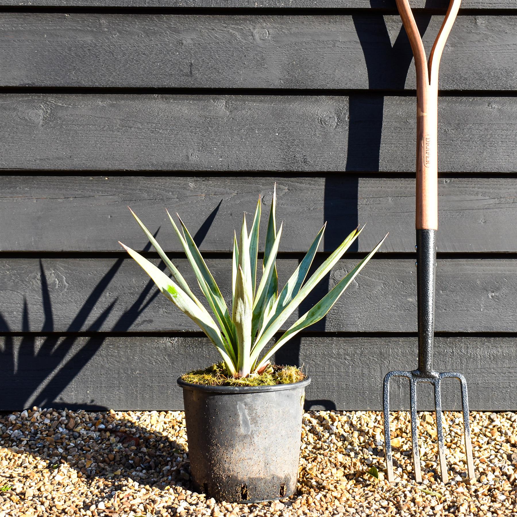 Yucca pallida| Pale Yucca - Height 40-50cm - 5lt – Arundel Arboretum