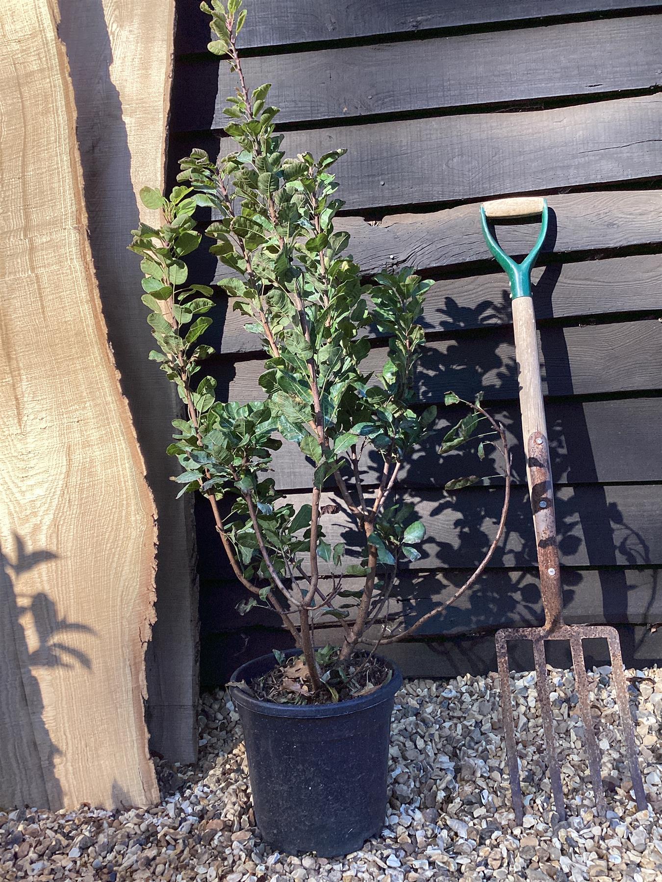 Cotinus coggygria Smokey Joe | Smoke tree ‘Smokey Joe’ - 30-50cm, 10lt ...
