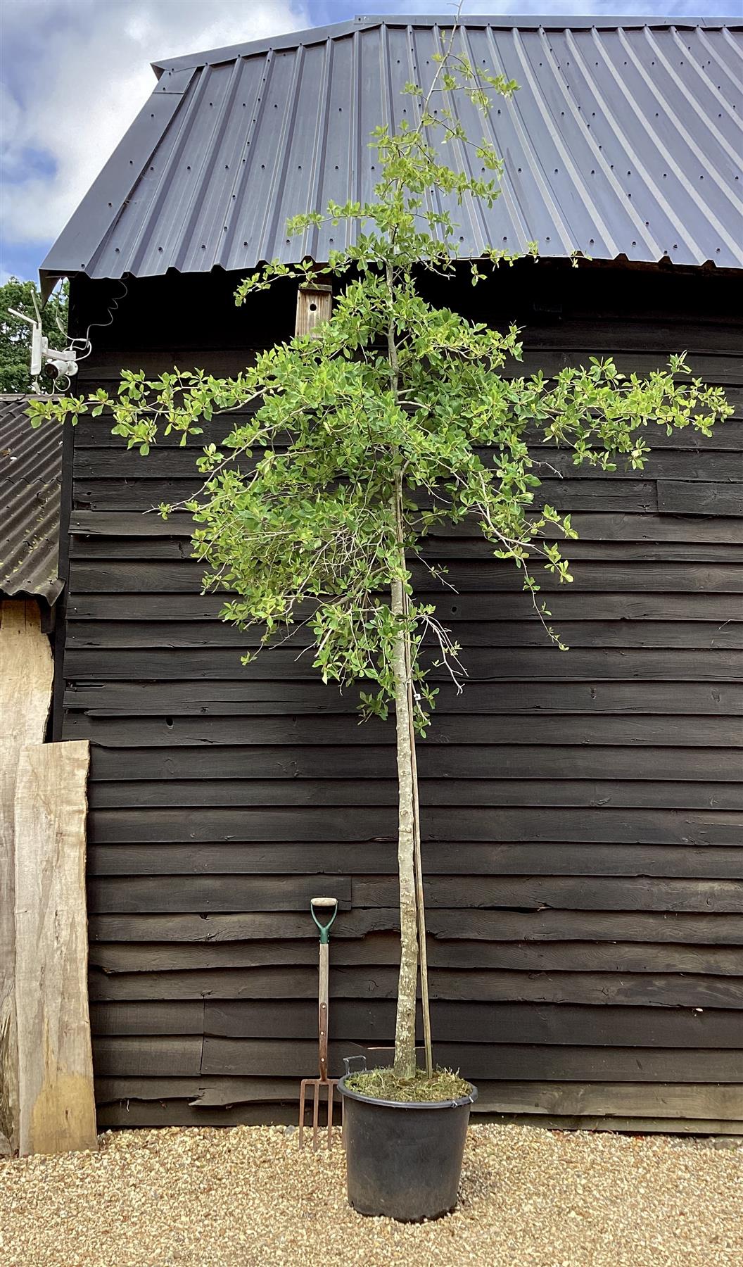 Nyssa sylvatica | Black Gum Tree - Height 350-400cm, 110lt – Arundel ...