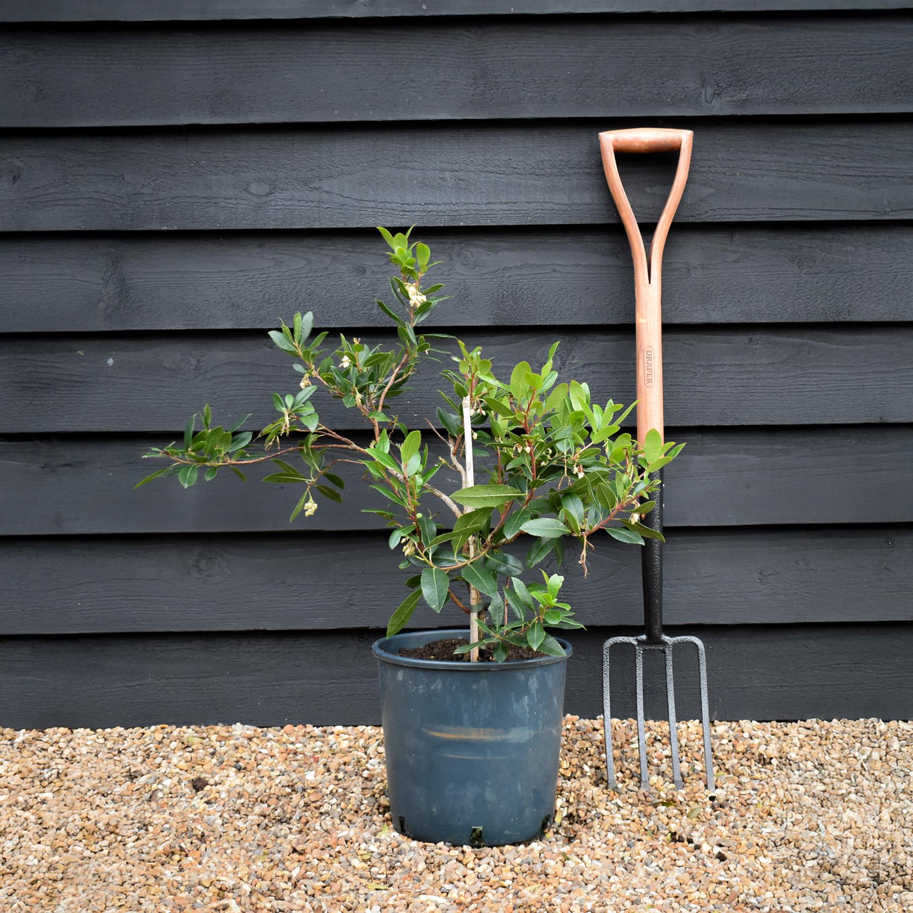 Arbutus Unedo Compacta | Strawberry Tree - Shrub - 60-90cm - 12lt ...