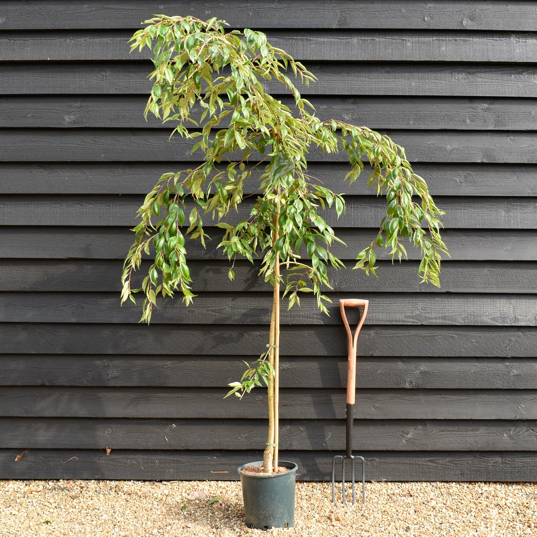 Prunus Marie Mallet | Weeping Cherry 'Marie Mallet' - 150-200cm - 10lt ...