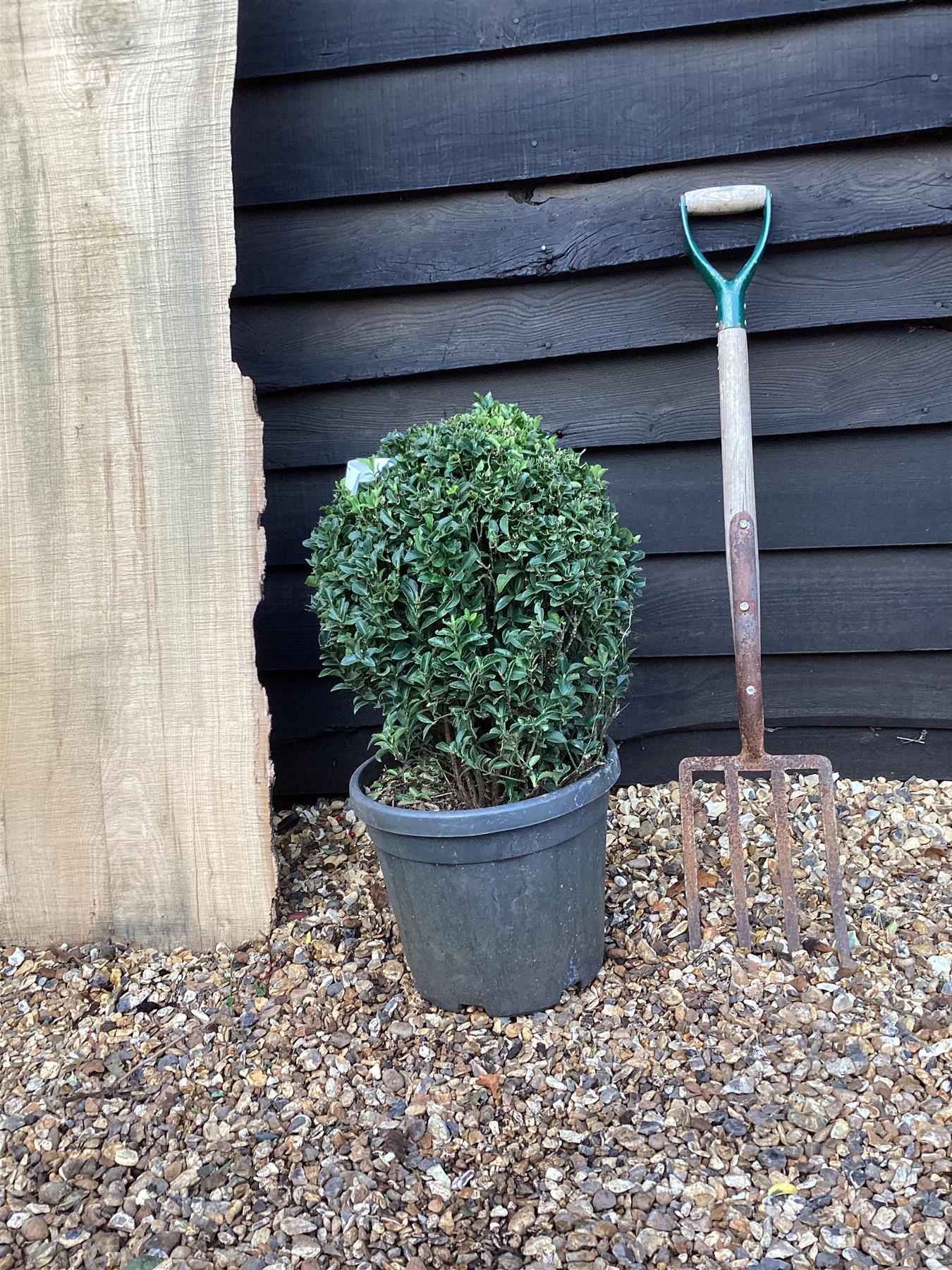 Euonymus Green Spire - Ball - 70cm, 18lt – Arundel Arboretum