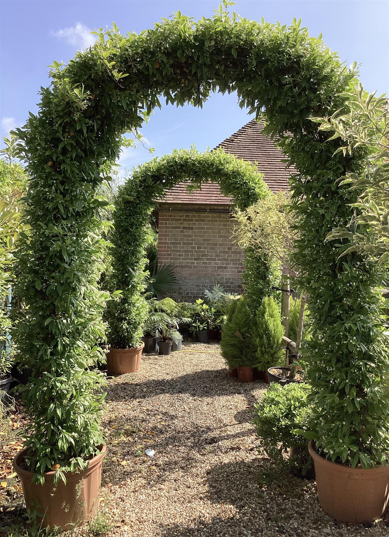 Trachelospermum jasminoides | Chinese Jasmine - Arch - 270cm, 55lt ...