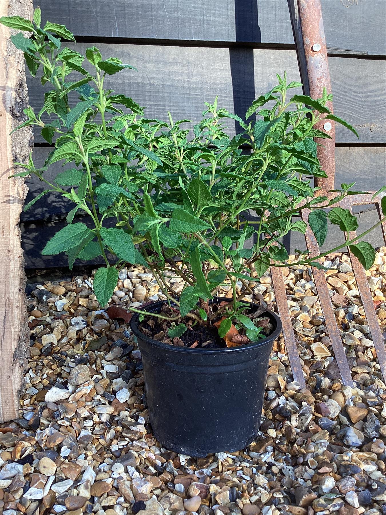 Cistus × hybridus corbariensis | Hybrid Rock Rose - 20-25cm, 2lt ...