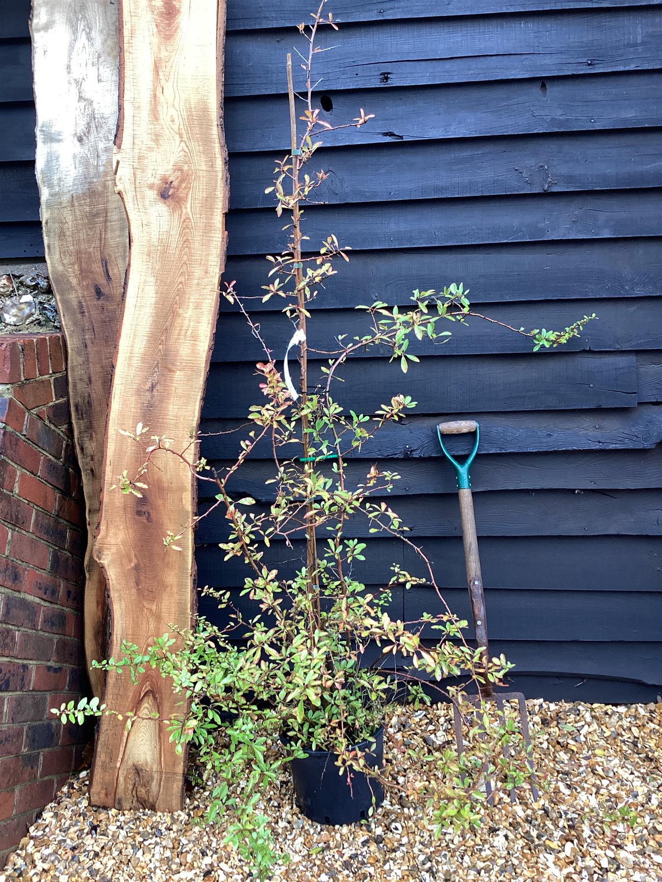 Pyracantha Coccinea Red Column | Red Firethorn - 40-80cm, 10lt ...