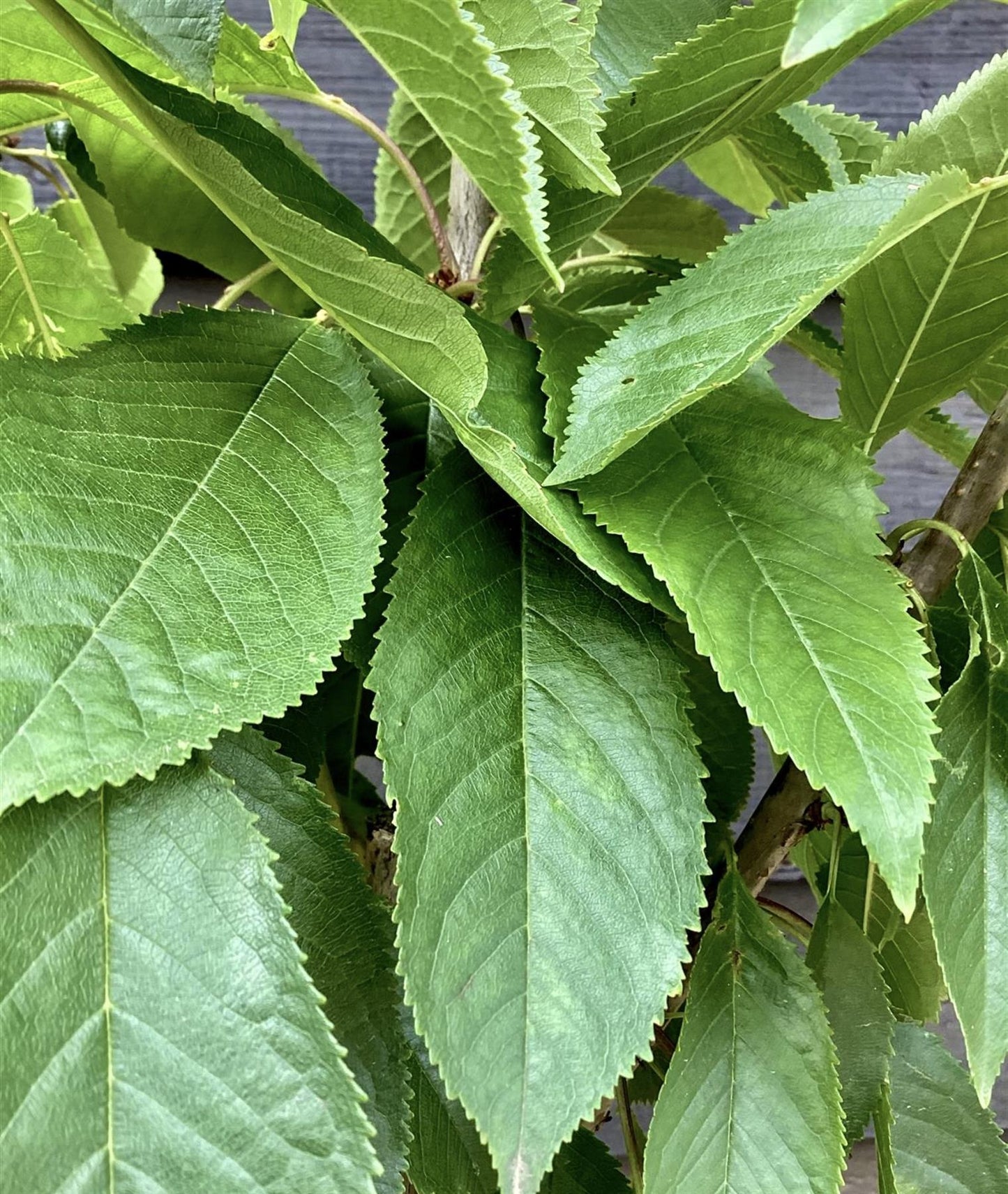 Cherry tree 'Summit' | Prunus avium 'Summit' - 100-120cm - 10lt ...