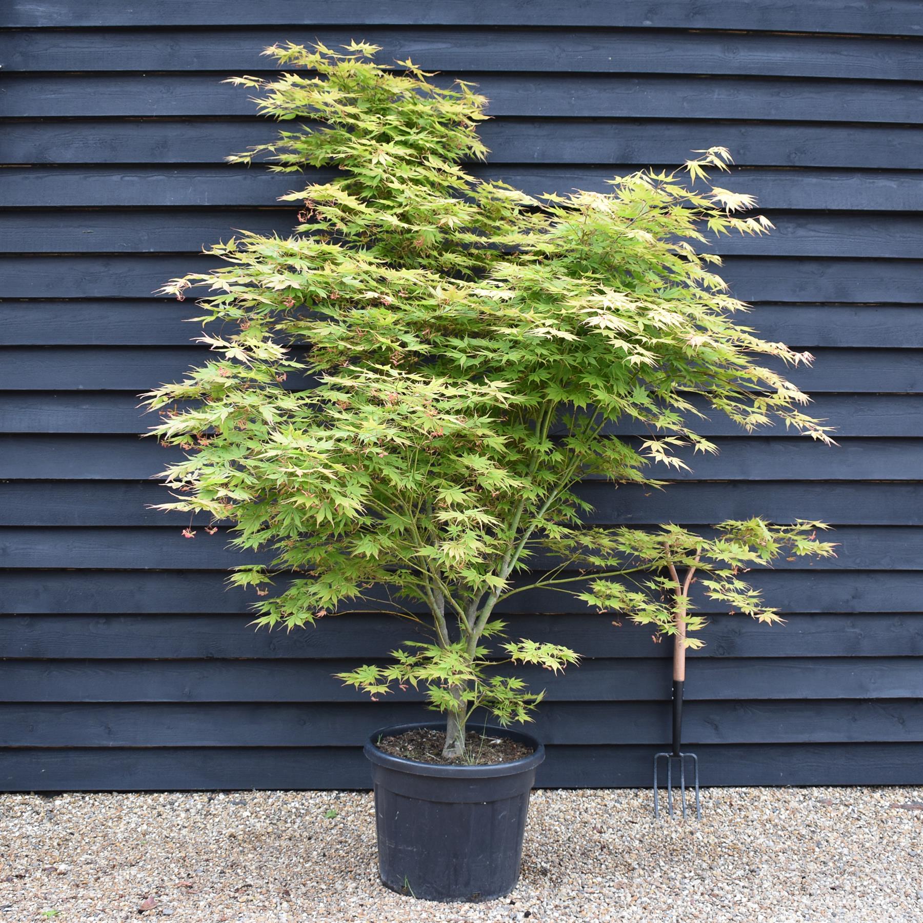 Acer palmatum 'Kogane Nishiki' | Japanese maple Golden Brocade - Heigh ...