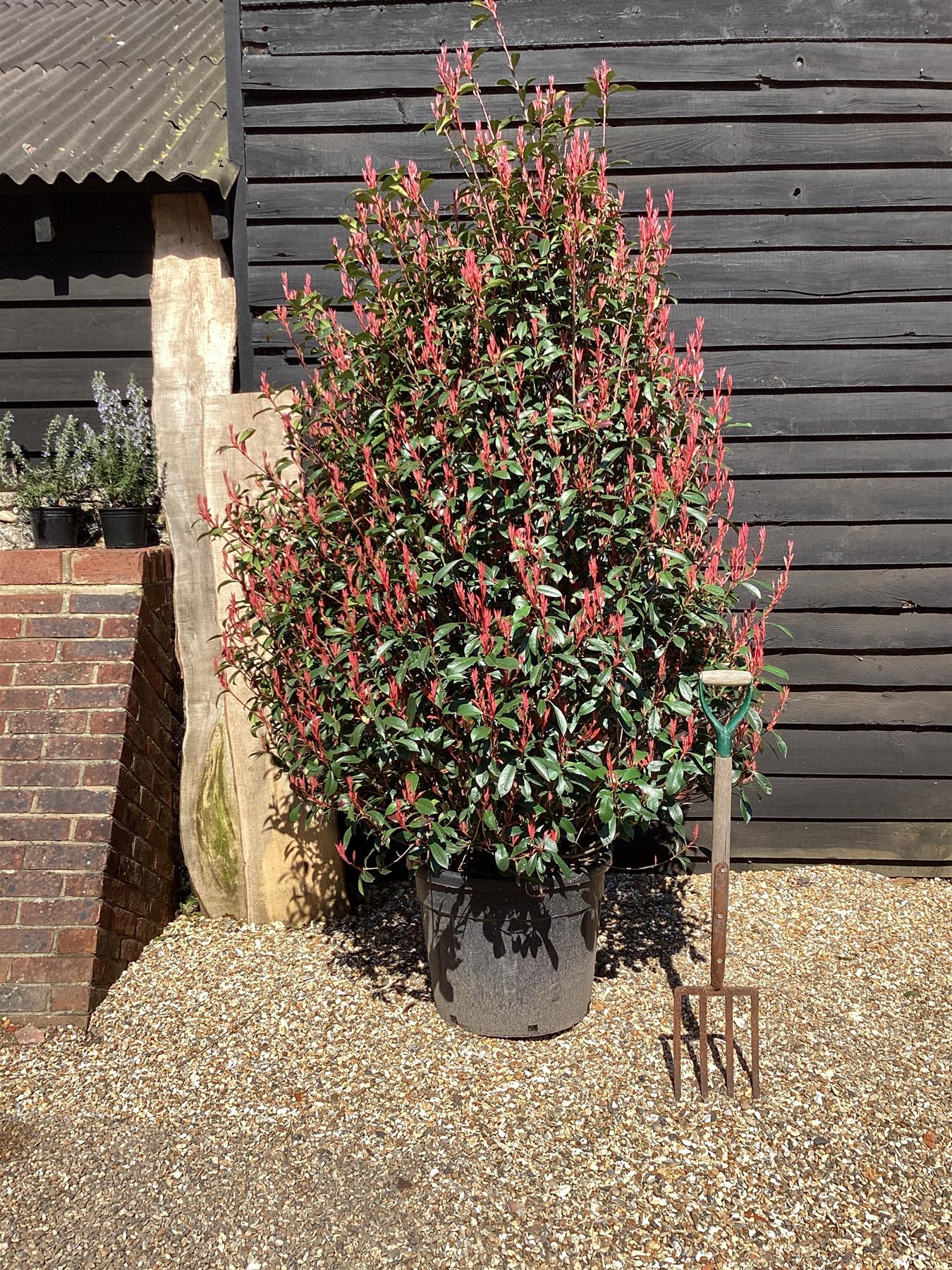 Photinia Red Robin - Compacta - Bush - 190-200cm - 70lt – Arundel Arboretum