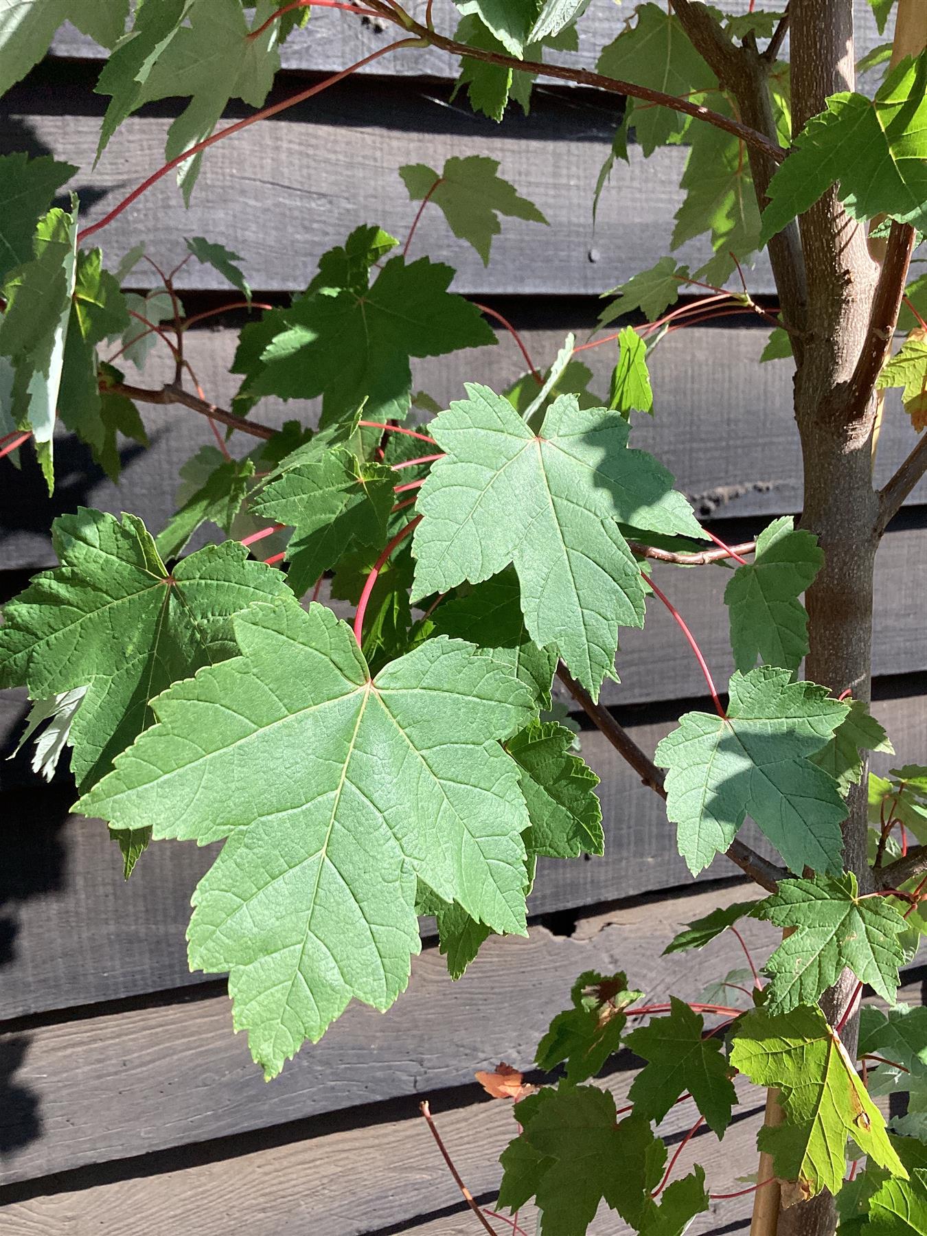 Acer Rubrum Redpointe Maple | Redpointe Red Maple 1/2 std Clear Stem ...