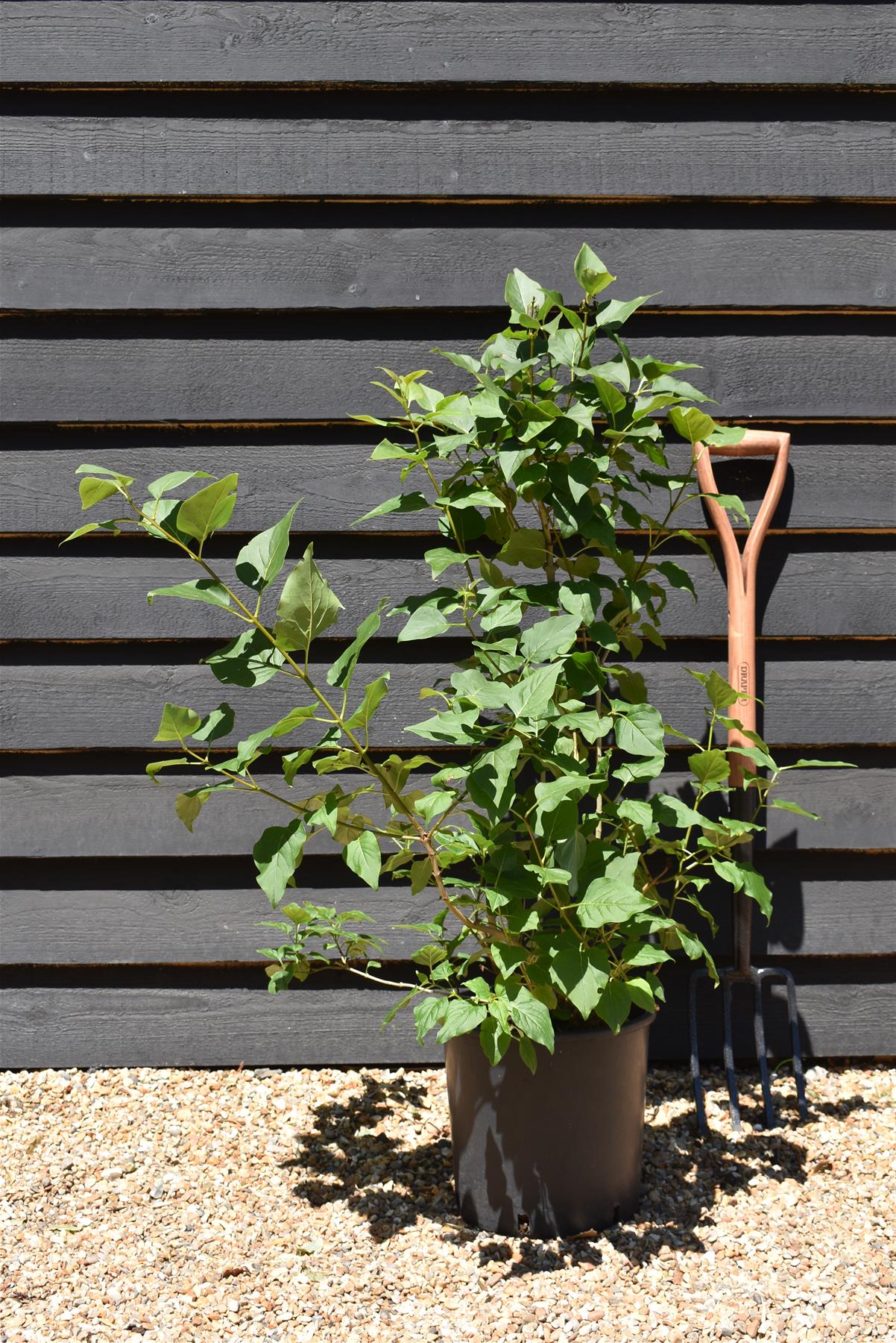 Lilac 'Alba' | Syringa vulgaris - 80cm - 12lt – Arundel Arboretum