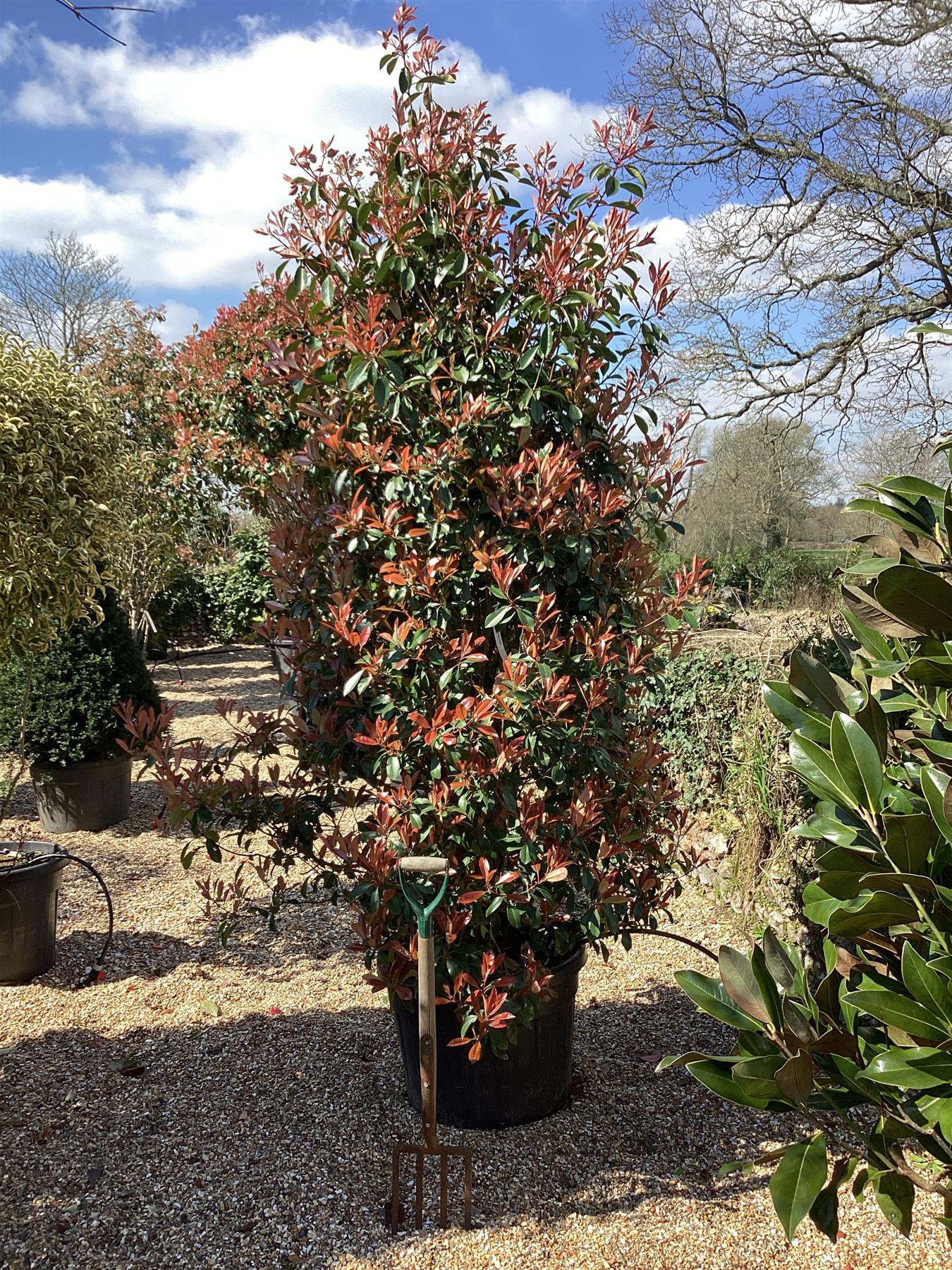 Photinia Red Robin - 220-230cm - 110lt – Arundel Arboretum