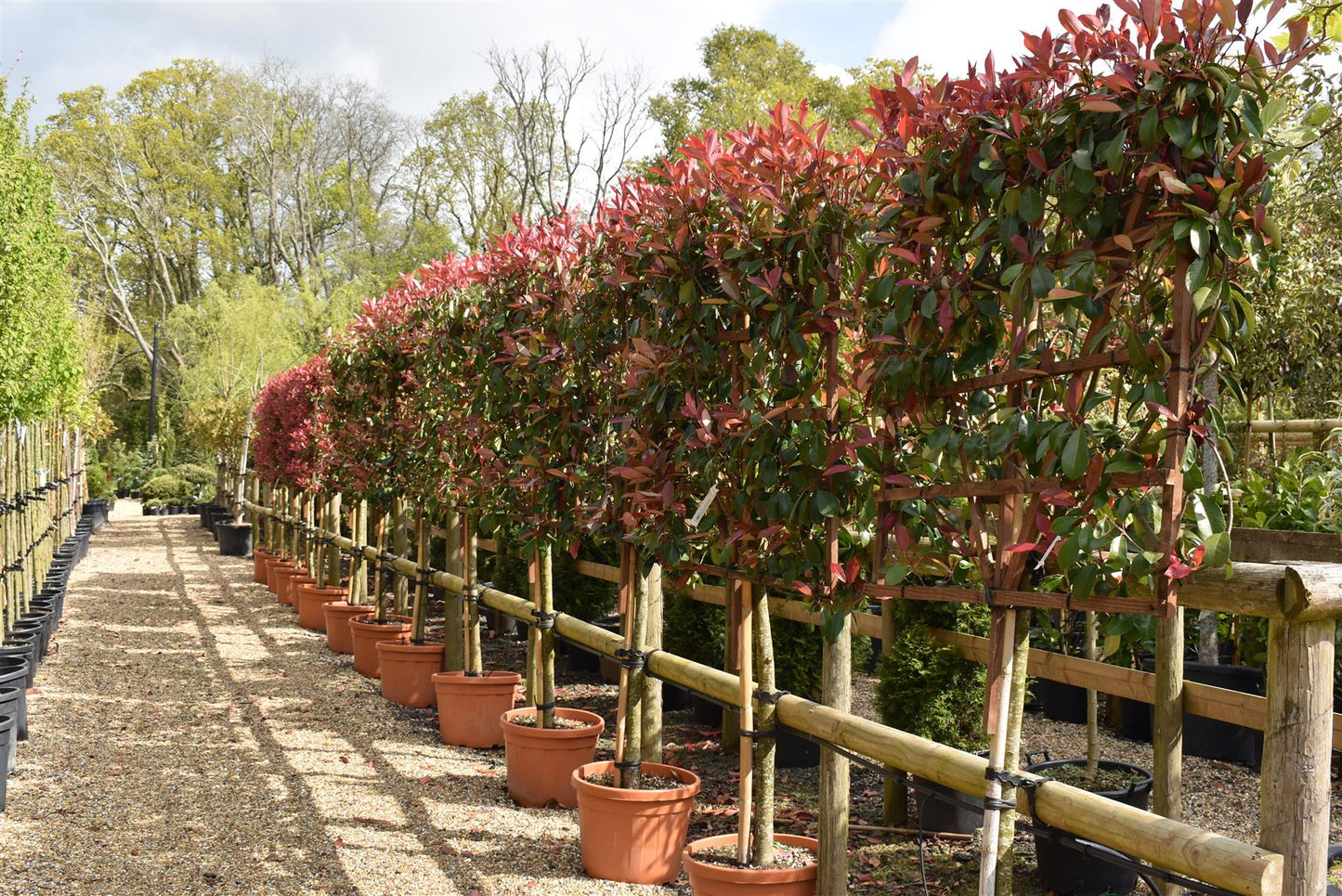Photinia x fraseri Red Robin - Pleached/Espalier (100-120cm) - Clear S ...