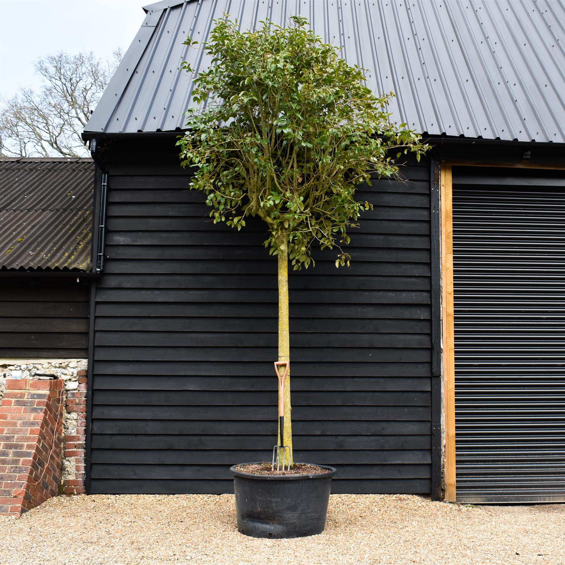 Ligustrum japonicum Standard - Girth 25-30cm - 460-480cm - 285lt ...