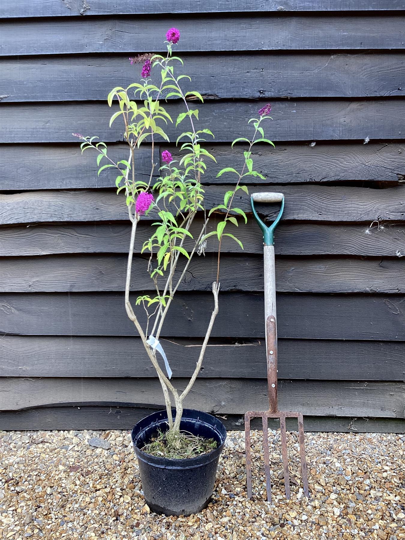 Buddleja Royal Red | Butterfly bush - 40-60cm, 10lt – Arundel Arboretum