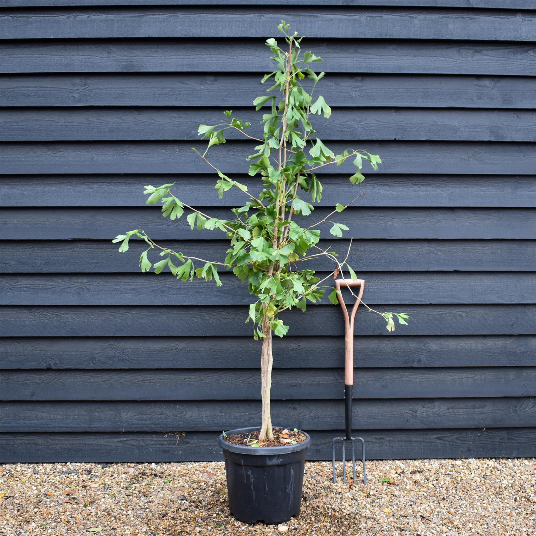 Ginkgo biloba | Maidenhair Tree - Bushy - Height 160-190cm - 30lt ...