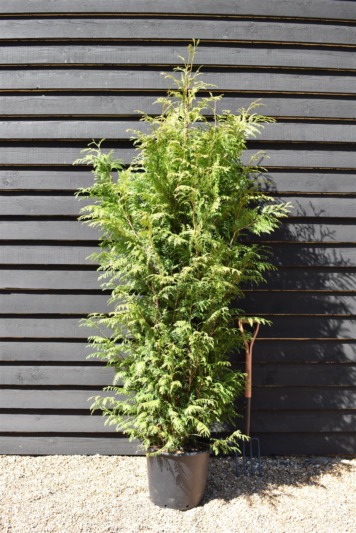Thuja plicata 'Atrovirens' | Western Red Cedar 'Atrovirens' - 170-180c ...