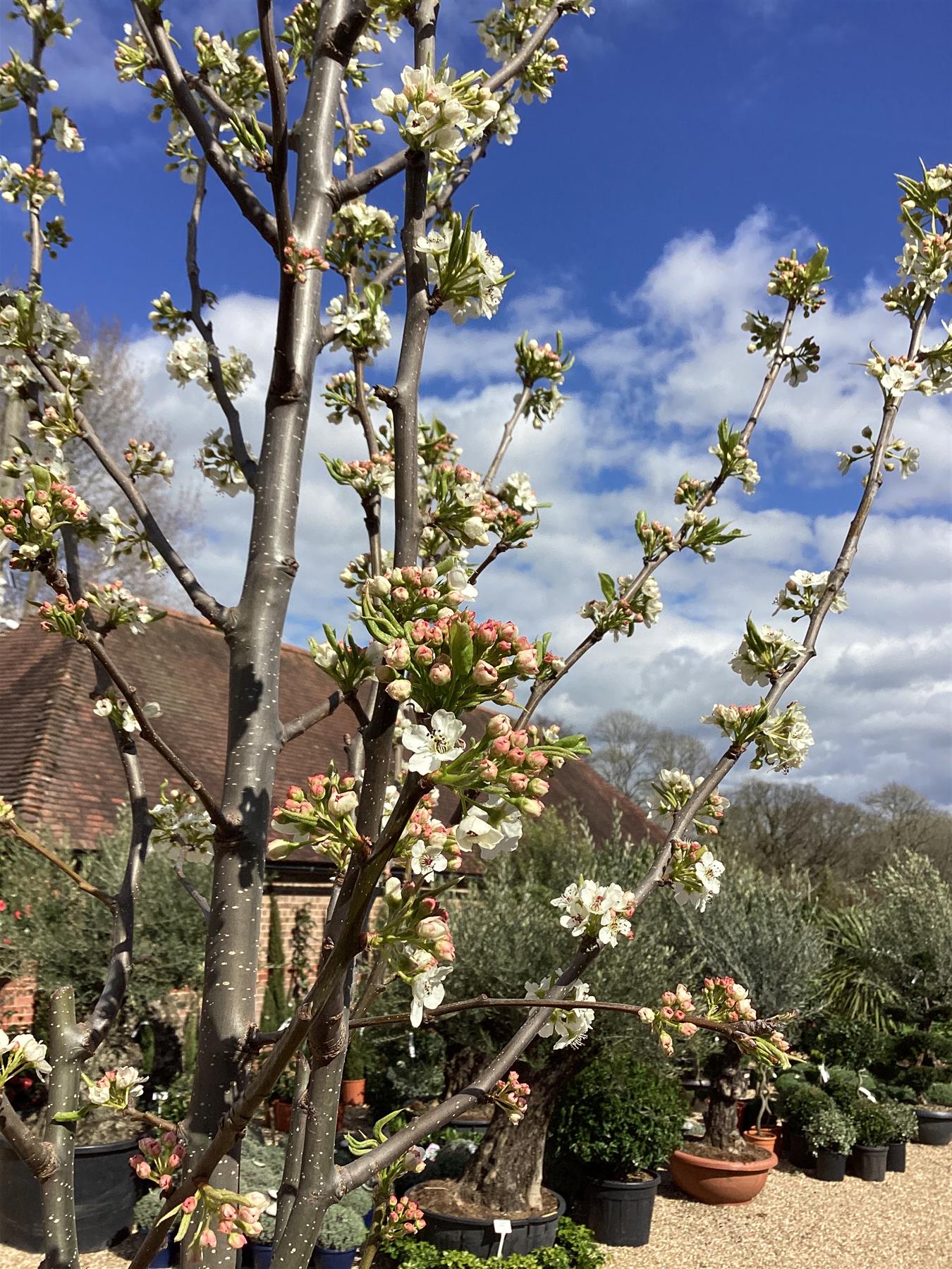 Pear - Pyrus calleryana 'Chanticleer' - 300-310cm, 35lt – Arundel Arboretum