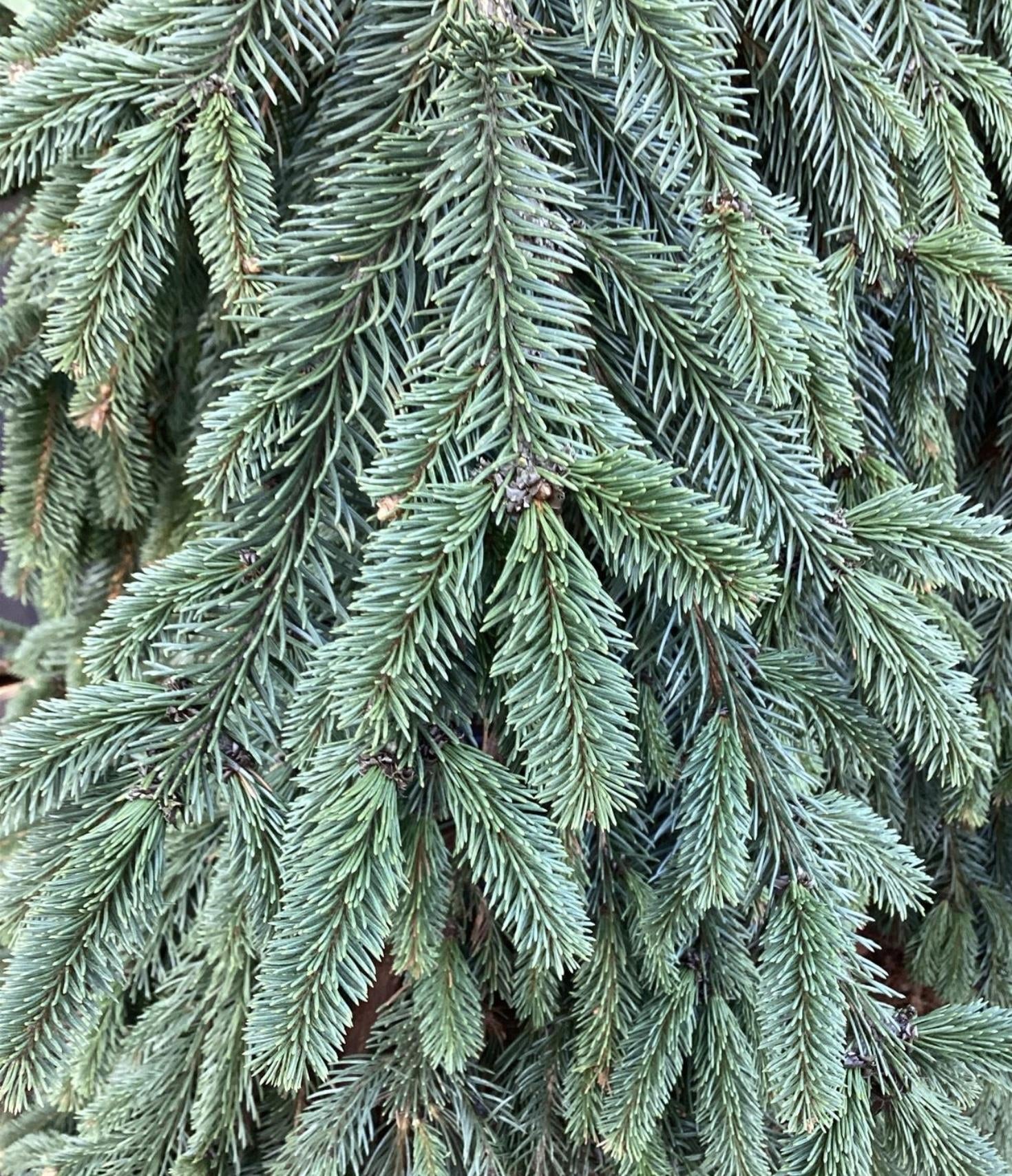 Picea abies 'Inversa' / Pendula| Norway spruce - Height 250-260cm - 15 ...